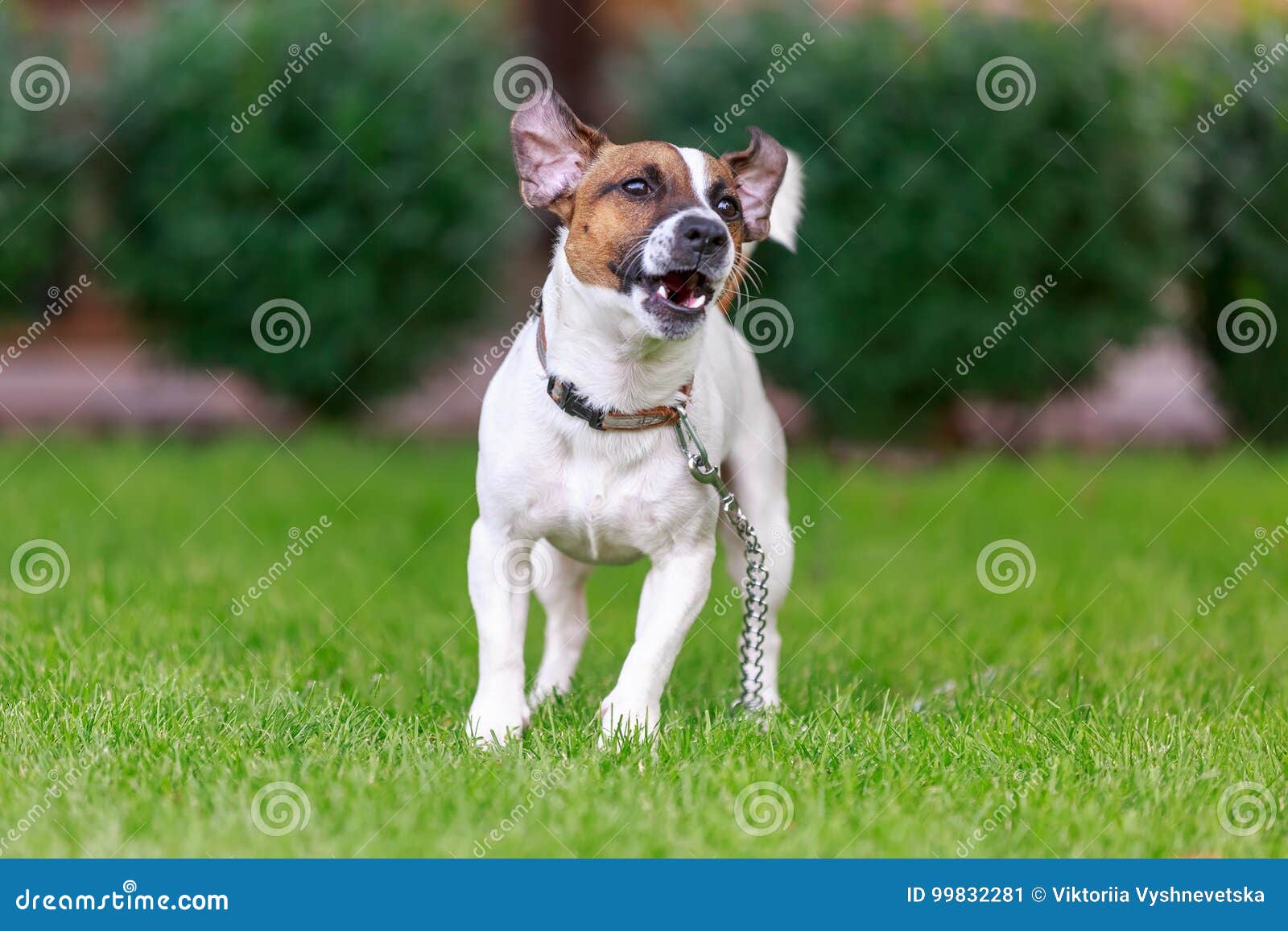 Happy dog playing outside, stock image. Image of home - 99832281