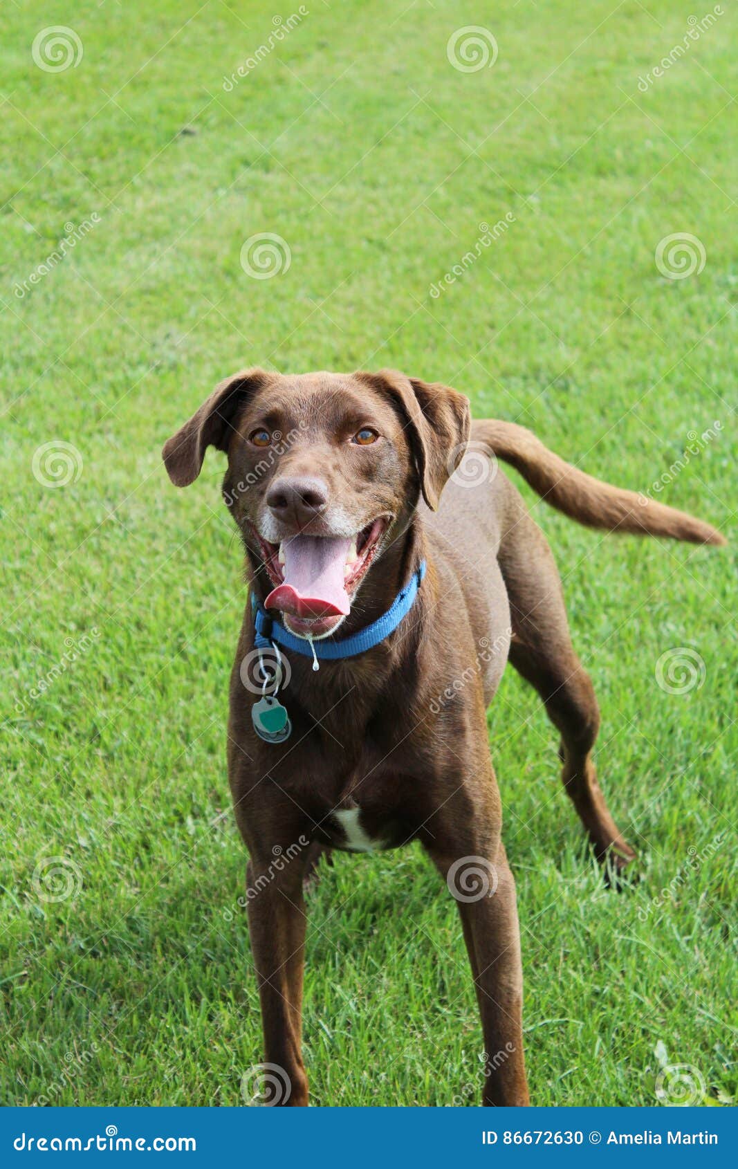 Happy Dog Playing in the Park Stock Photo - Image of meadow, cute: 86672630