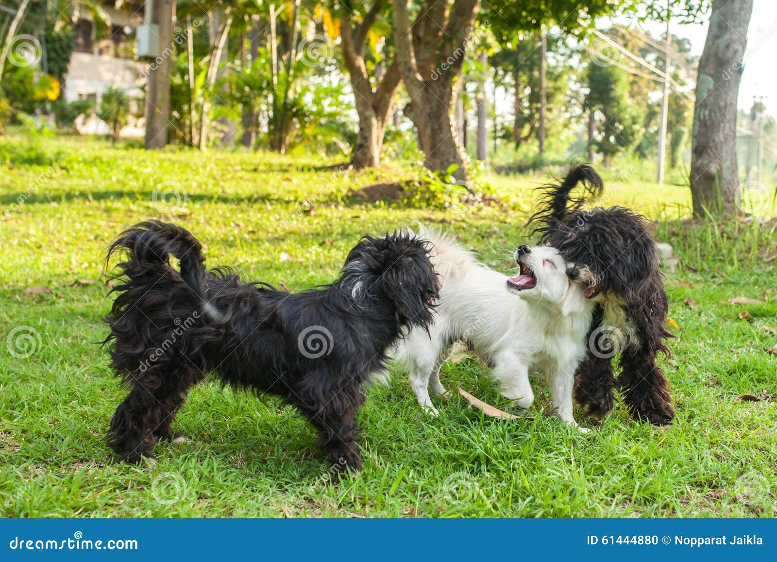 Happy Dog Playing and Rush in Grass Stock Photo - Image of panting ...
