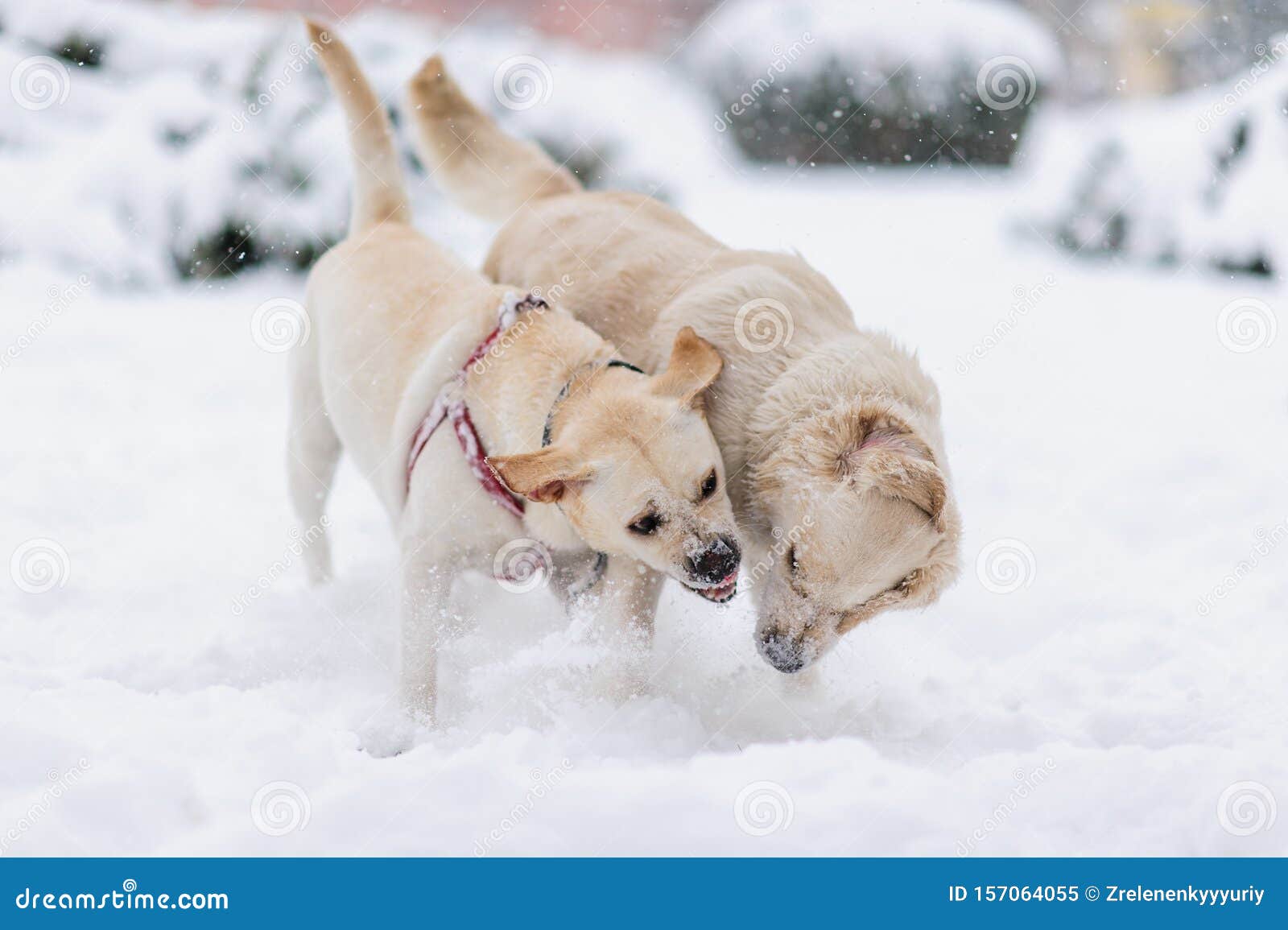 Happy Dog Playing on the Snow Stock Image - Image of motion, labrador ...