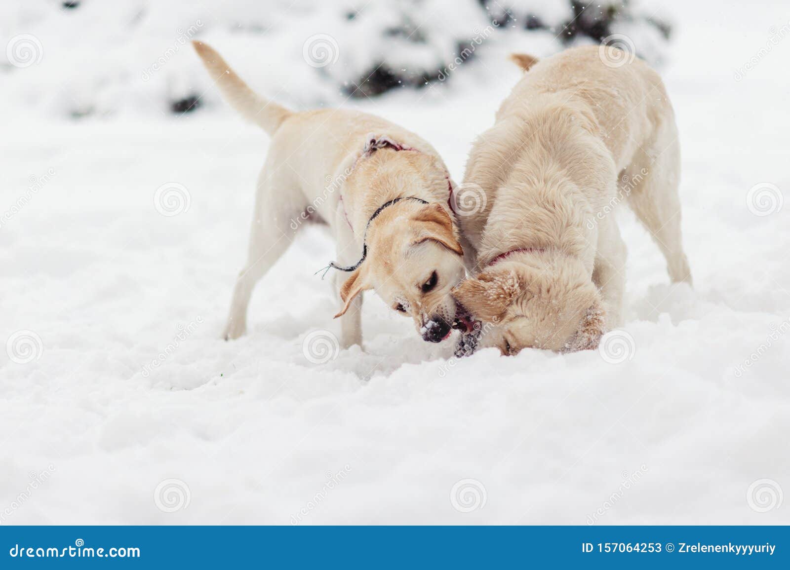 Happy Dog Playing on the Snow Stock Image - Image of nature, motion ...