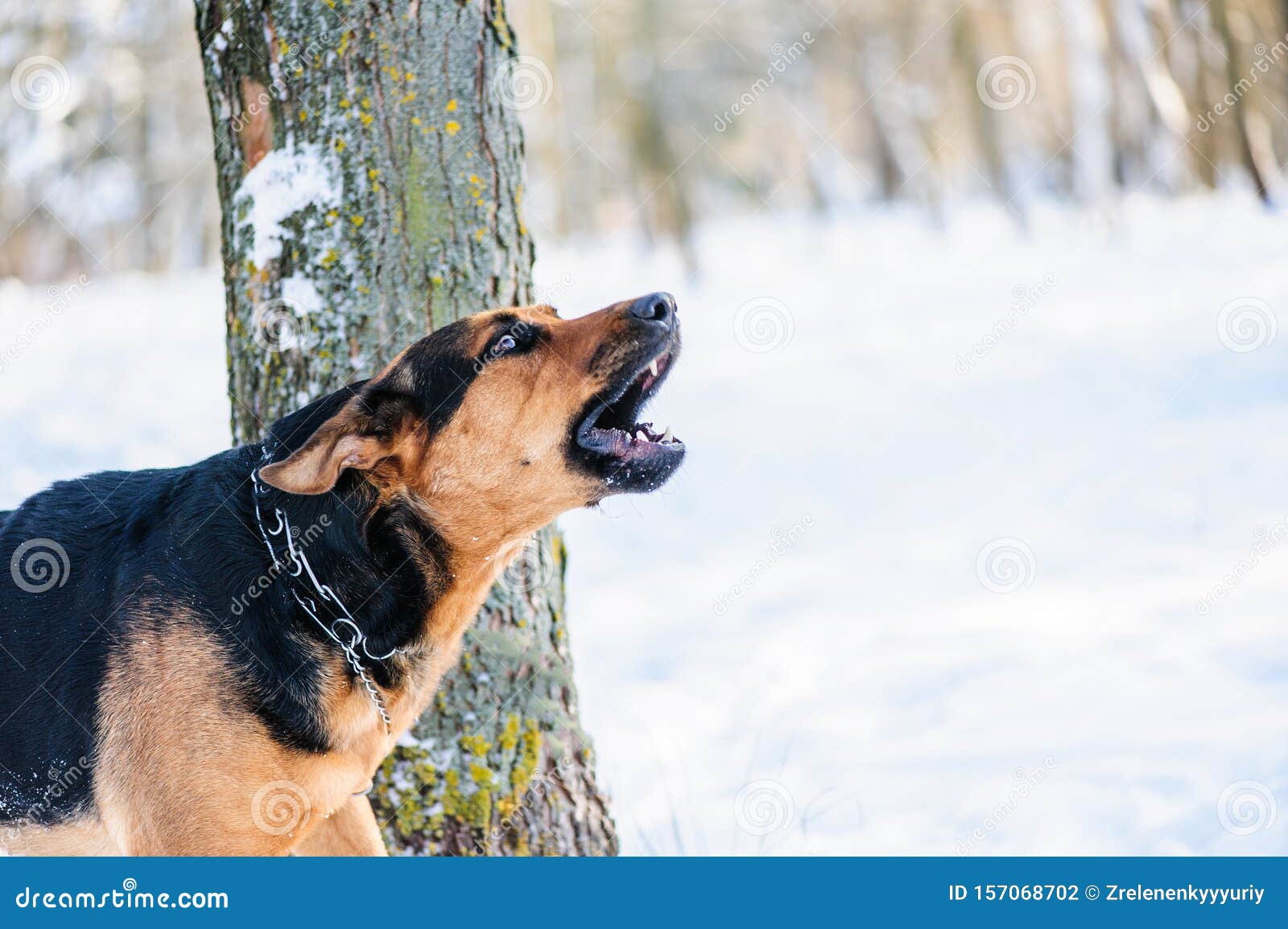 Happy Dog Playing on the Snow Stock Photo - Image of motion, brown ...