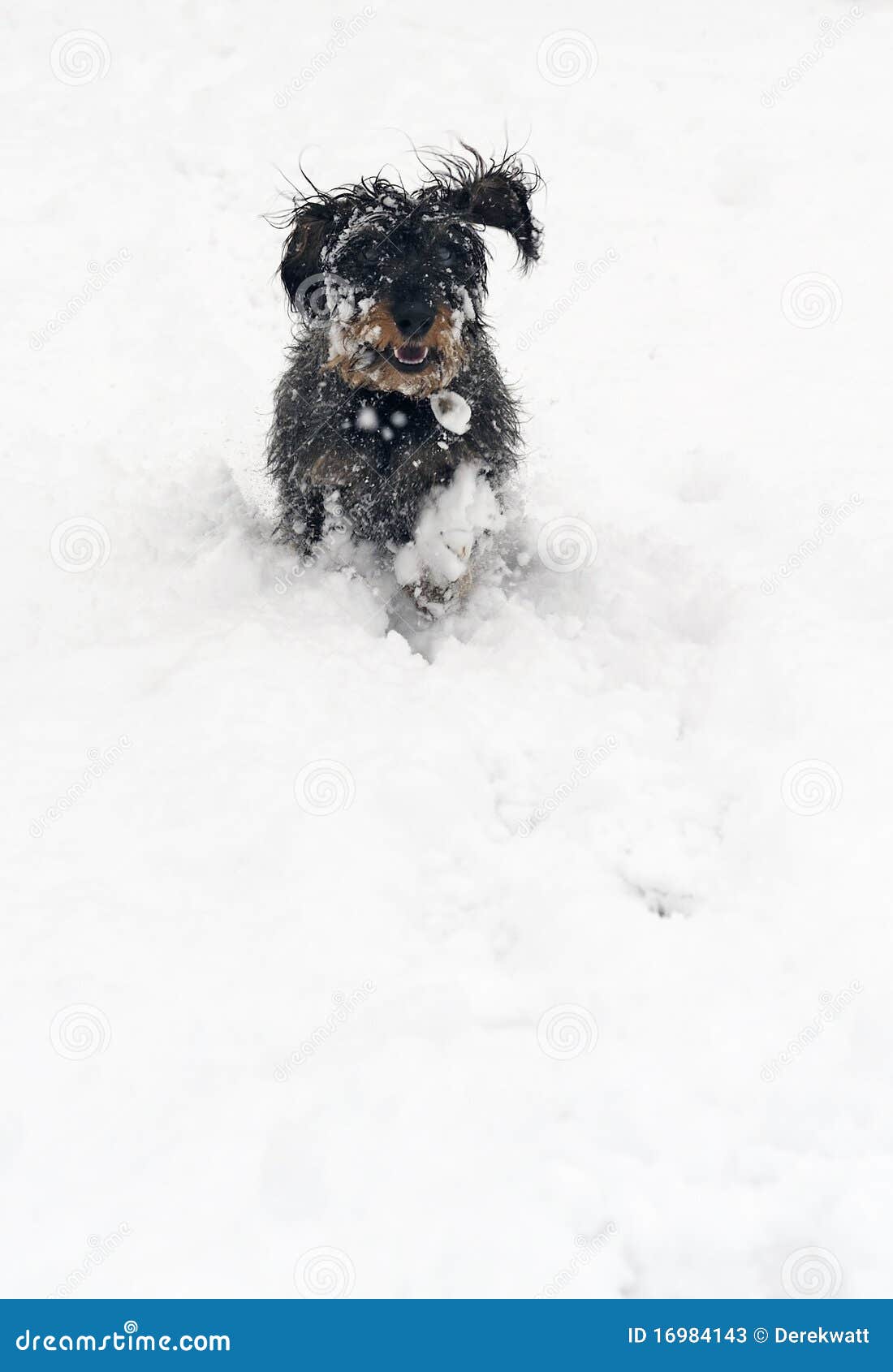 Happy Dog Playing in the Snow Stock Image - Image of walking, park ...