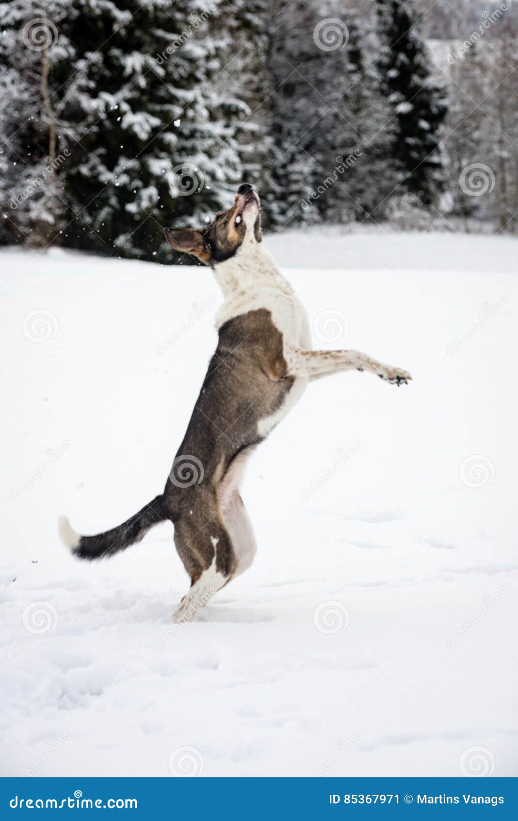 Happy Dog is Playing in the Snow Stock Image - Image of cute, mammal ...