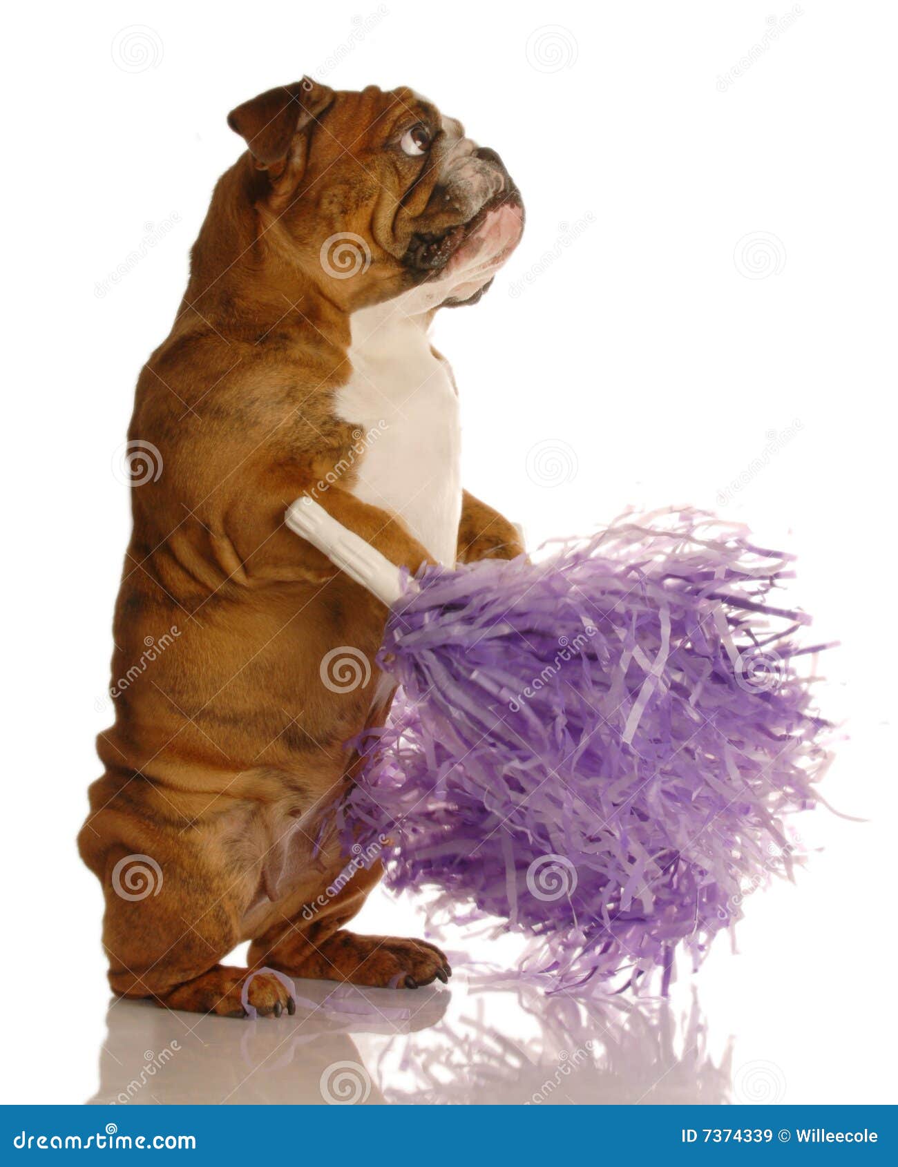 Happy dog with pompoms stock image. Image of halloween - 7374339