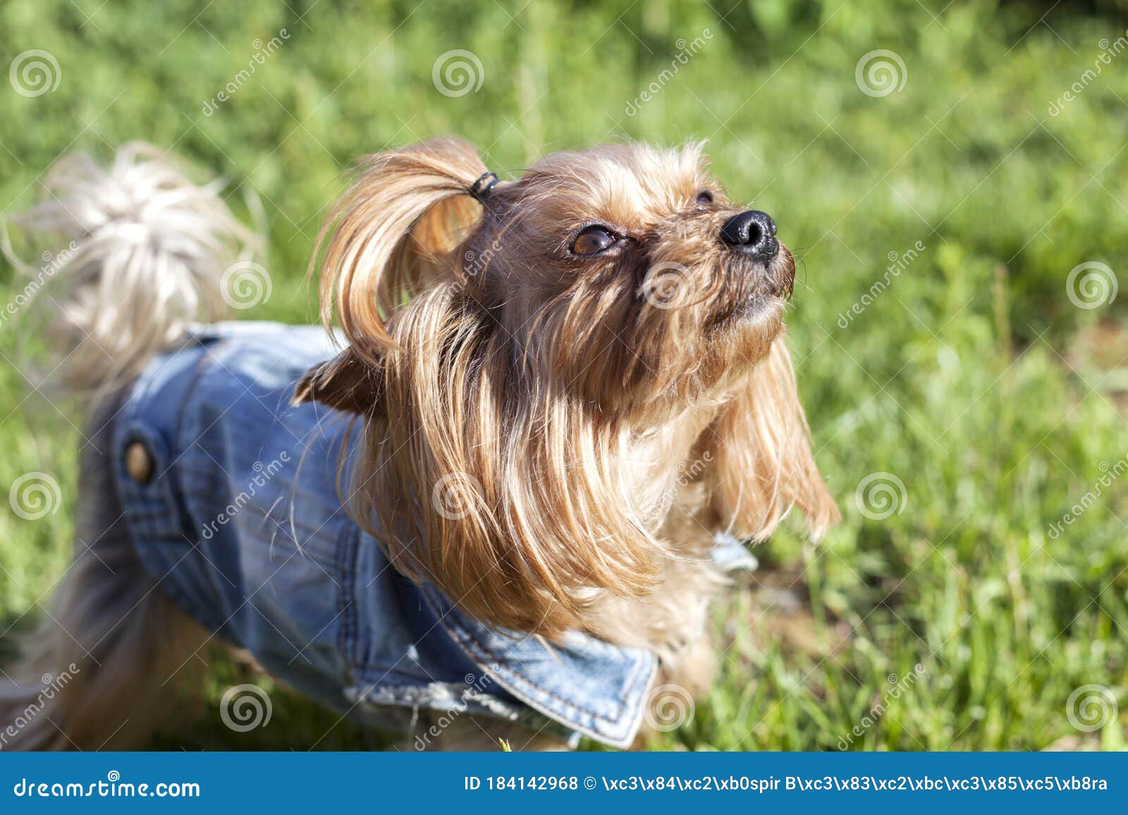 Happy Dog Puppy in the Outside Stock Photo - Image of pets, mammal ...