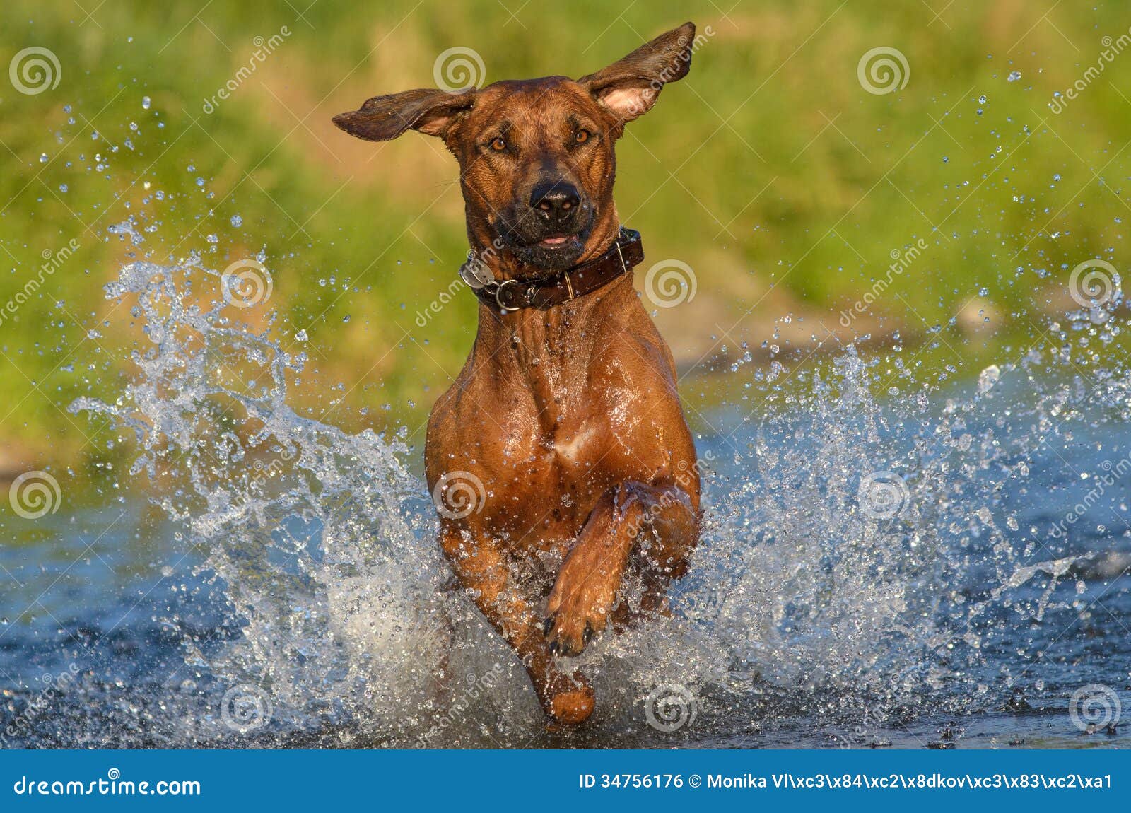 Happy dog in river stock photo. Image of rhodesian, summer - 34756176