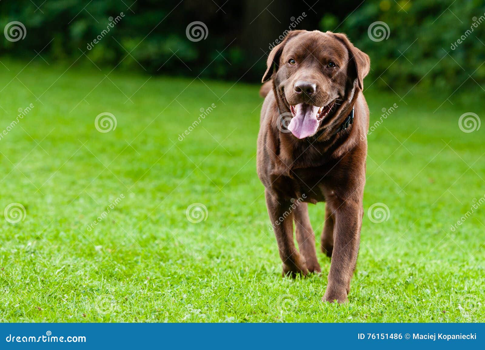 Happy Dog Run stock photo. Image of front, carefree, playful - 76151486