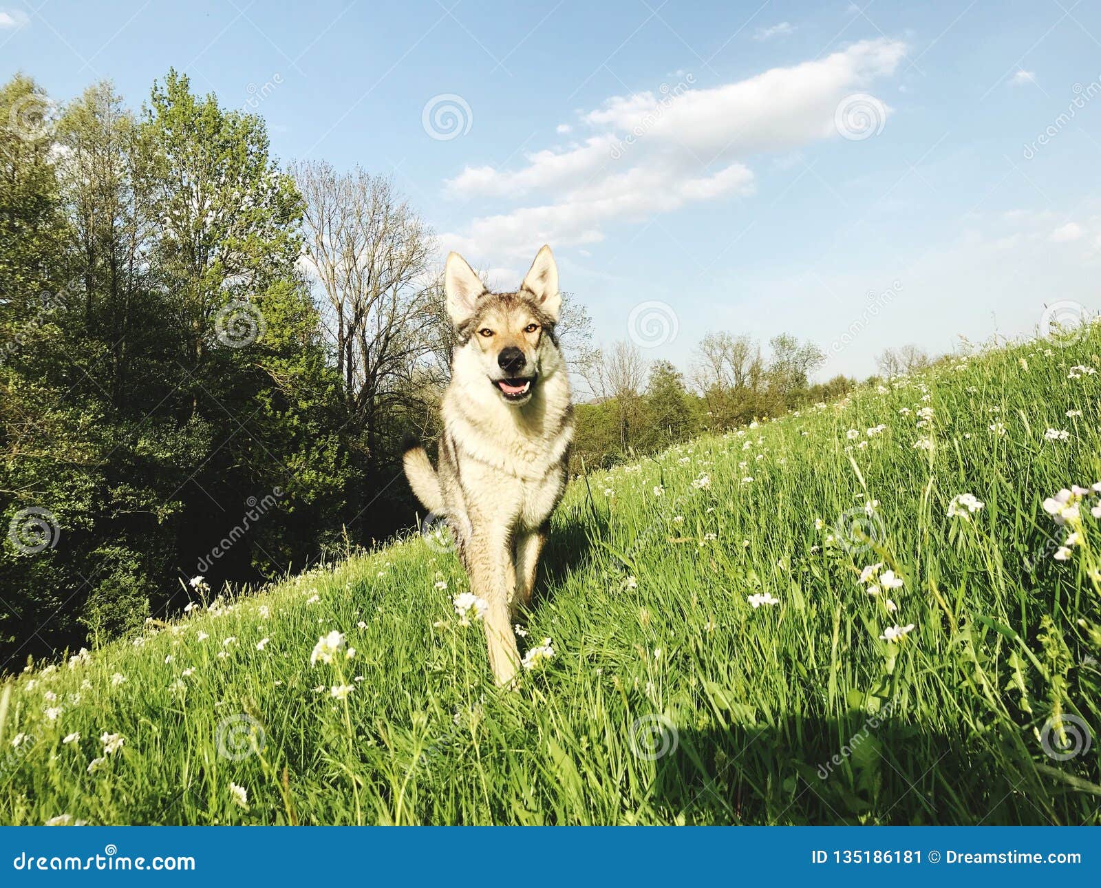 Happy dog stock image. Image of summer, running, happy - 135186181