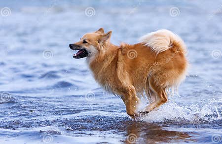 Happy dog running stock photo. Image of active, splash - 14095762