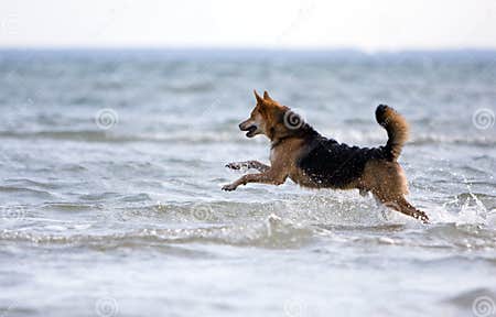 Happy dog running stock image. Image of playing, breed - 14096127