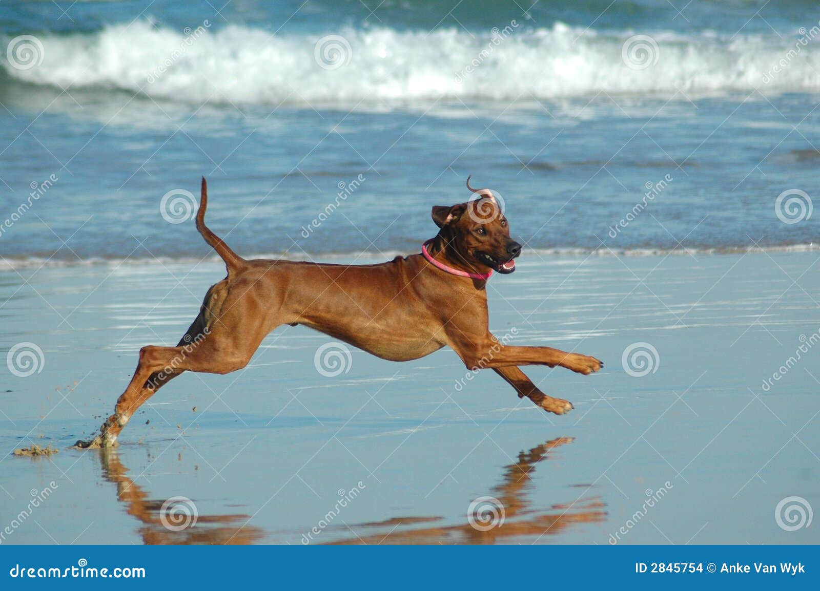 Happy dog running stock photo. Image of africa, expression - 2845754