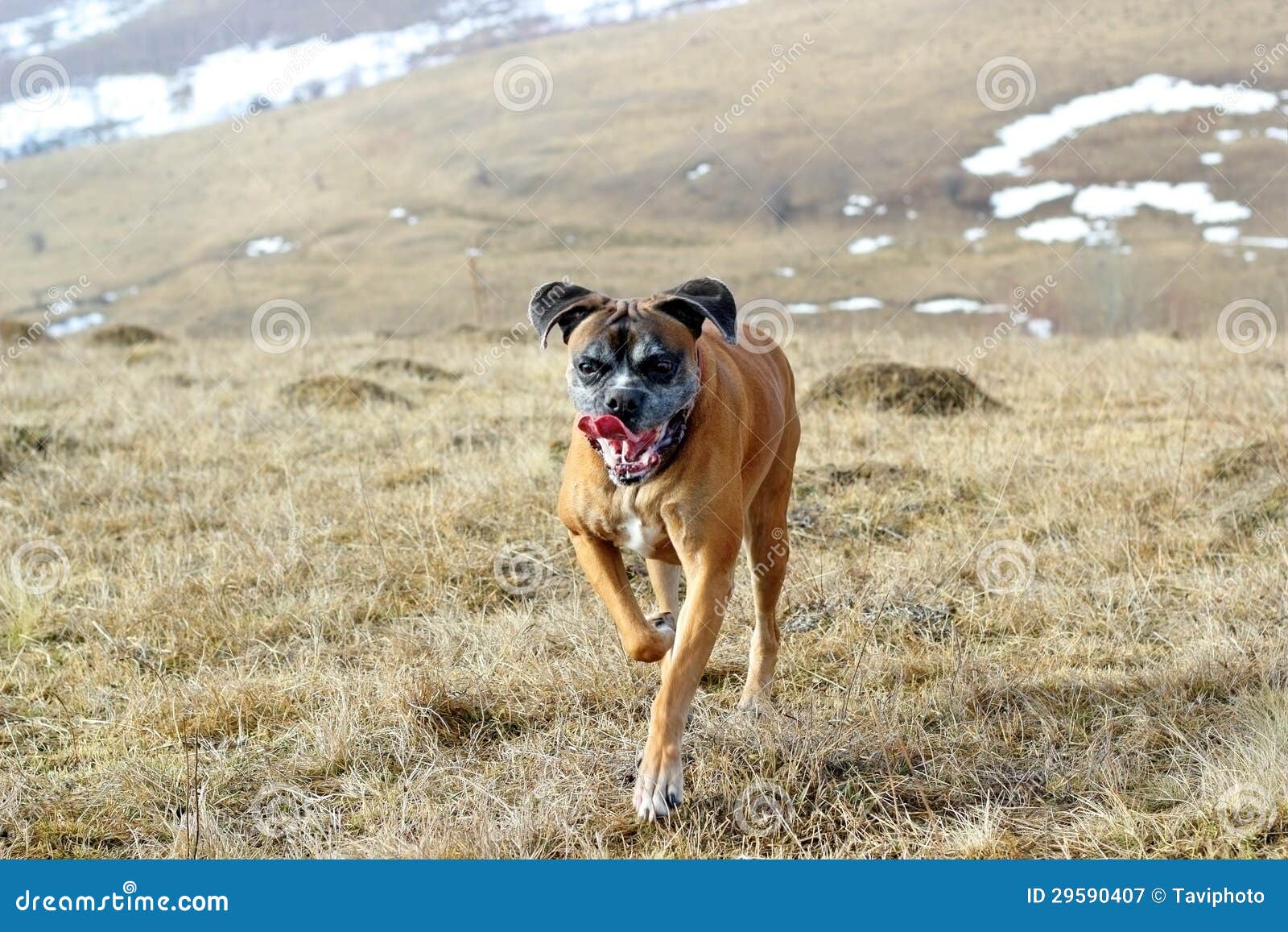Happy dog running stock image. Image of happy, doggy - 29590407