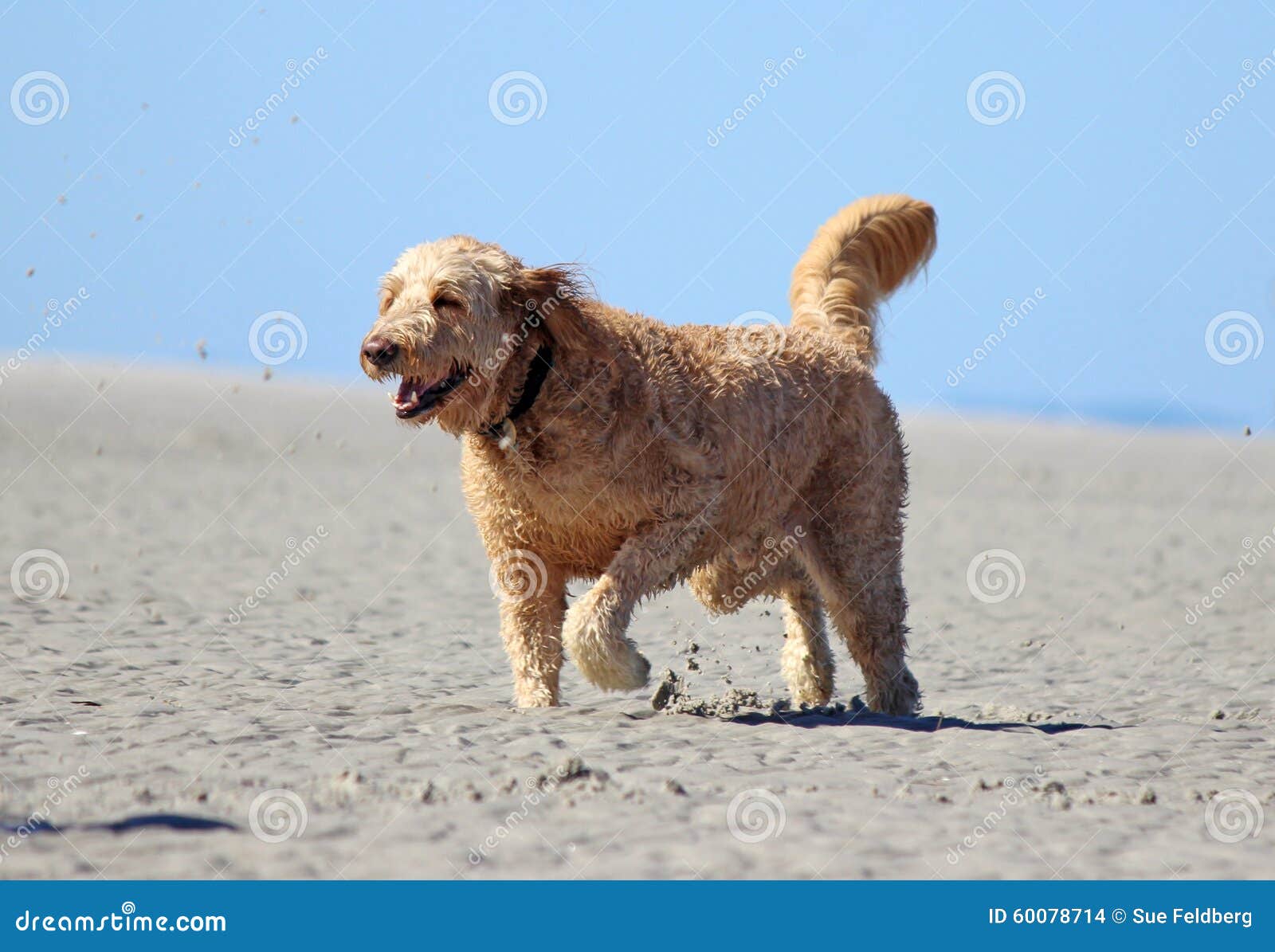 Happy Dog Running on the Beach Stock Photo - Image of doodle, clear ...