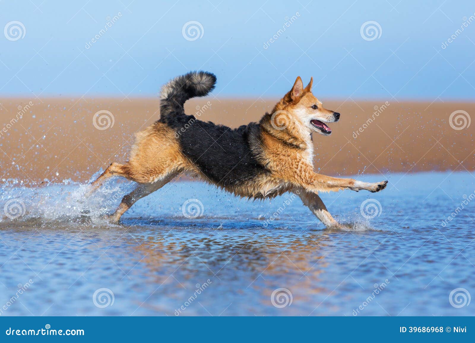 Happy Dog Running on the Beach Stock Photo - Image of splashes, water ...