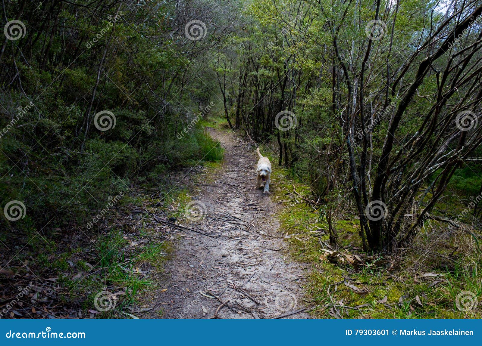 Happy Dog Running on Forest Path Stock Image - Image of forest, fallen ...