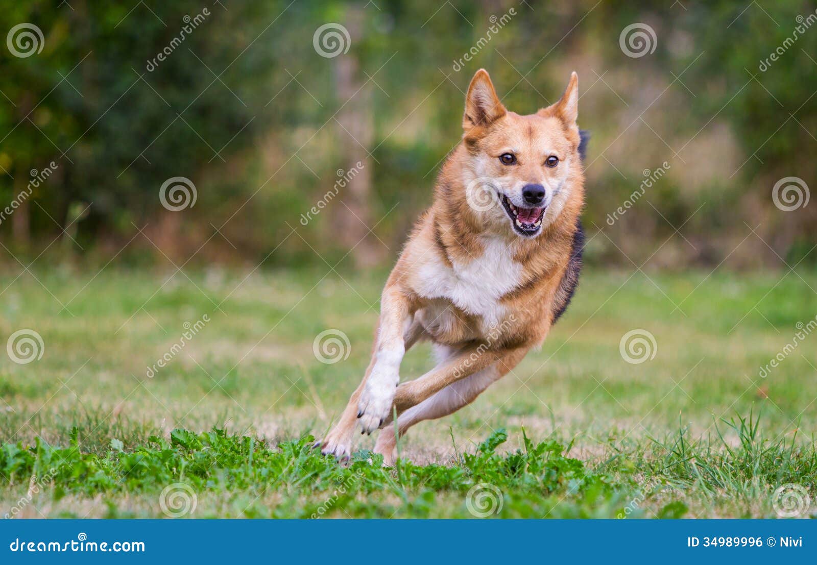 Happy Dog Running on Full Speed Stock Photo - Image of exercising ...