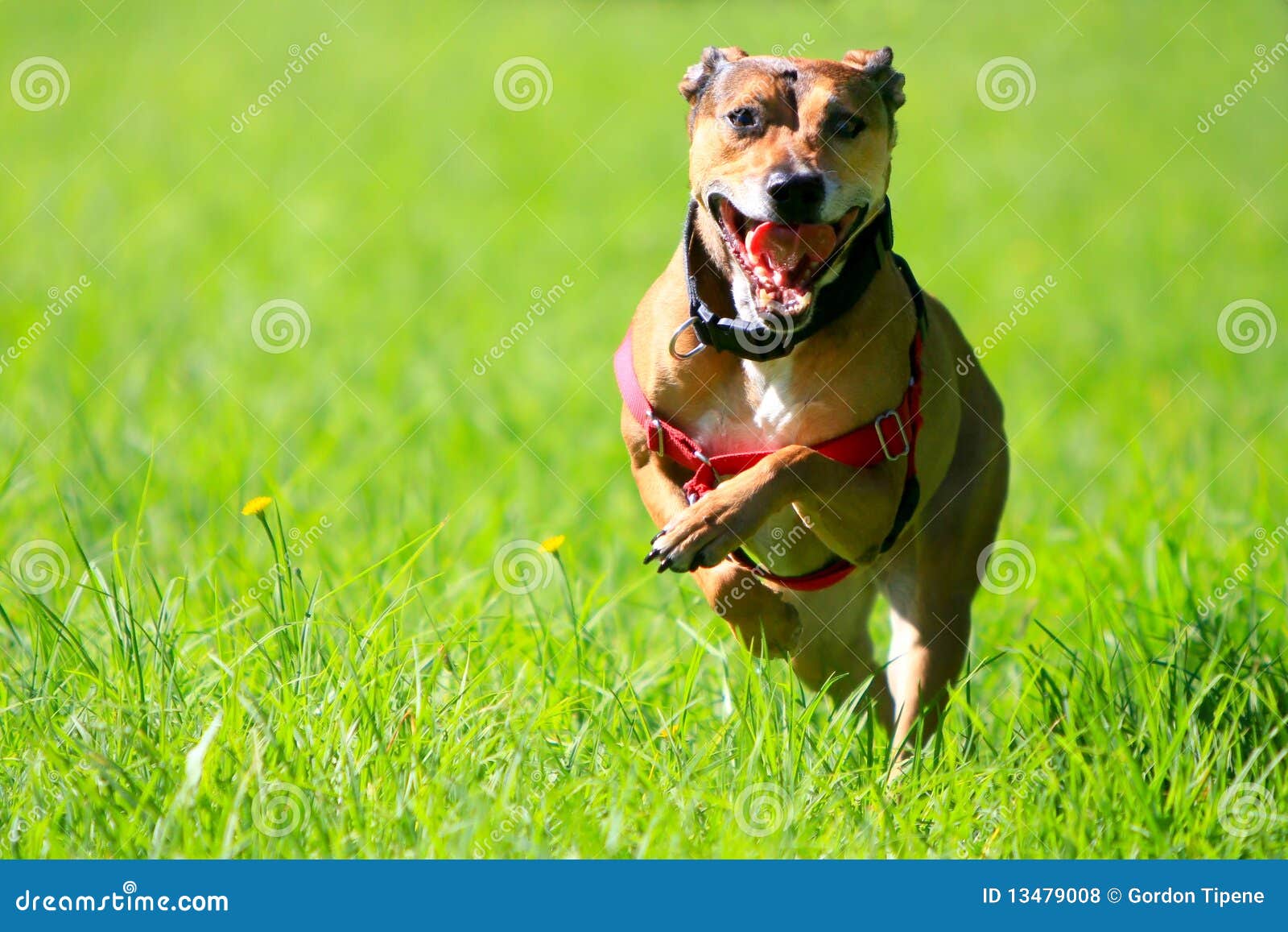 Happy Dog Running through Green Grass. Stock Photo - Image of bound ...