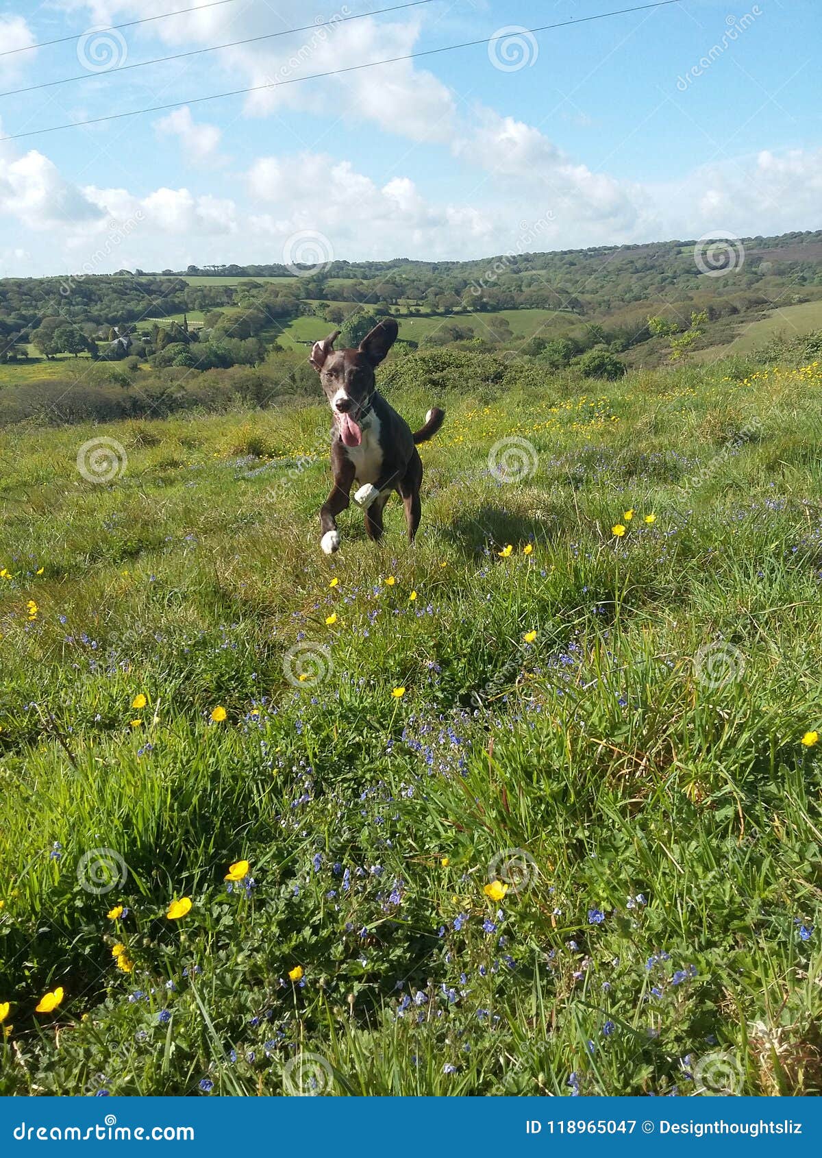 Happy Dog Jumping in the Fields Stock Image - Image of jumping, happy ...