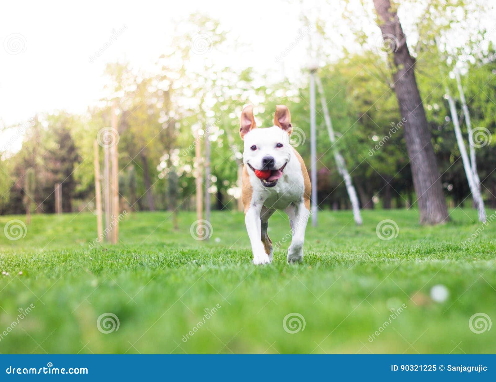 Happy dog running stock image. Image of park, female - 90321225