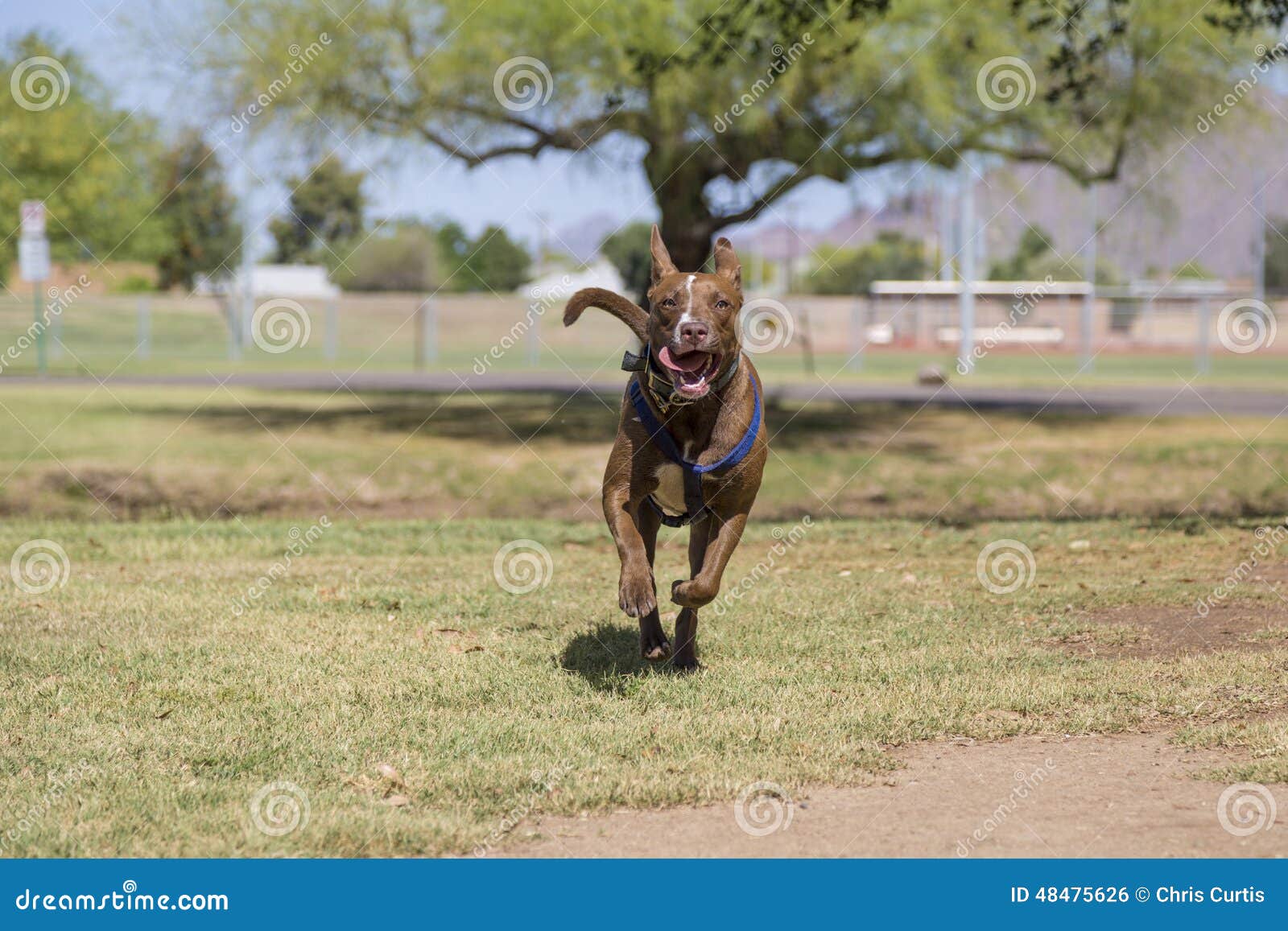 Happy Dog Running in the Park Stock Photo - Image of chasing, animal ...