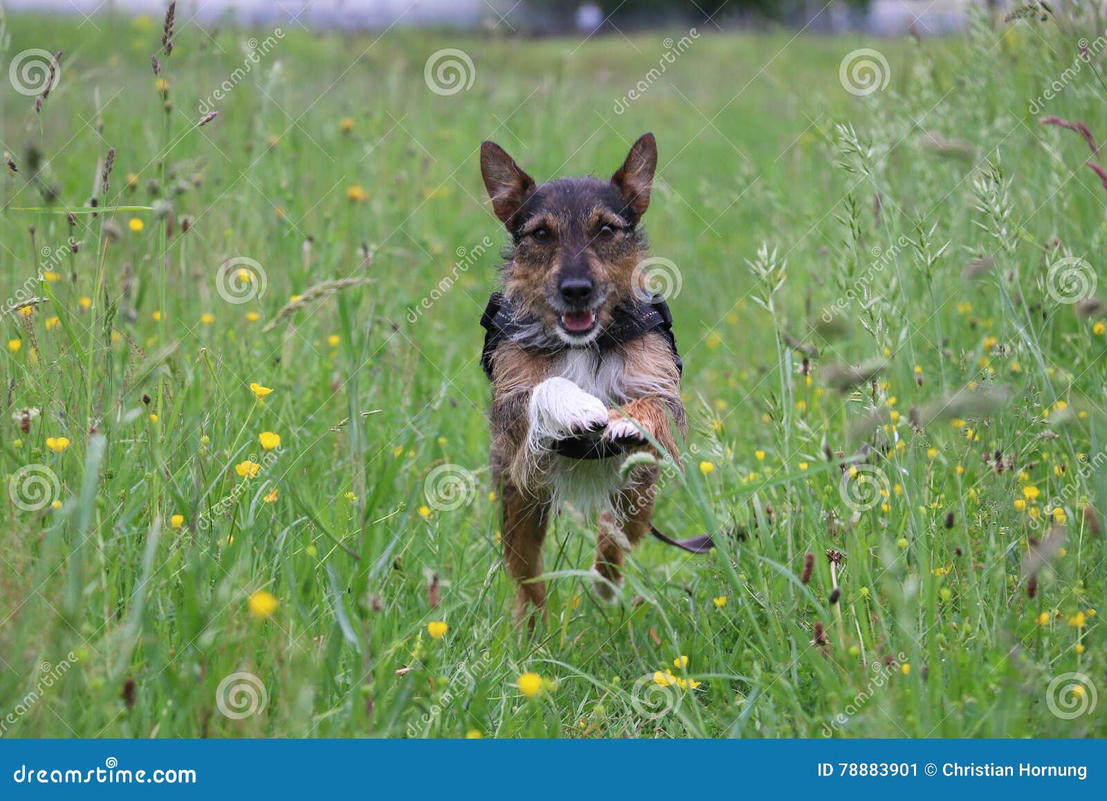 Happy Dog stock image. Image of happy, action, laughing - 78883901