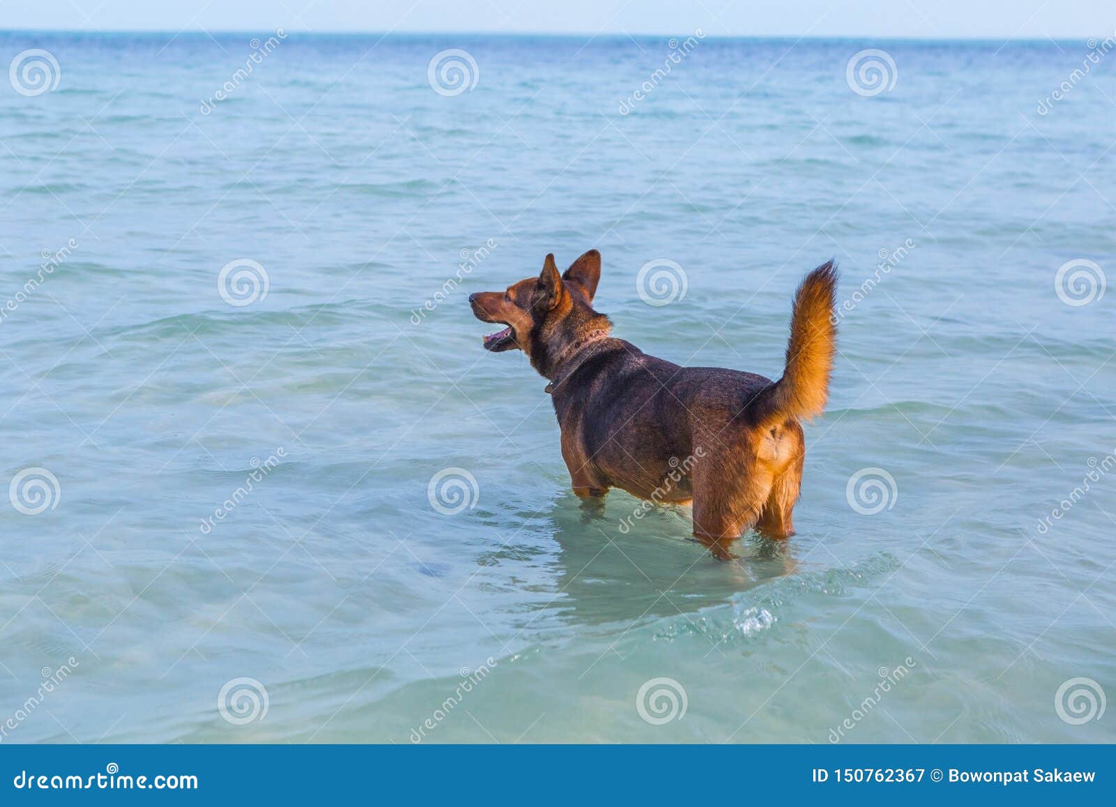 Happy Dog in the Sea at the Beach Stock Image - Image of retriever ...