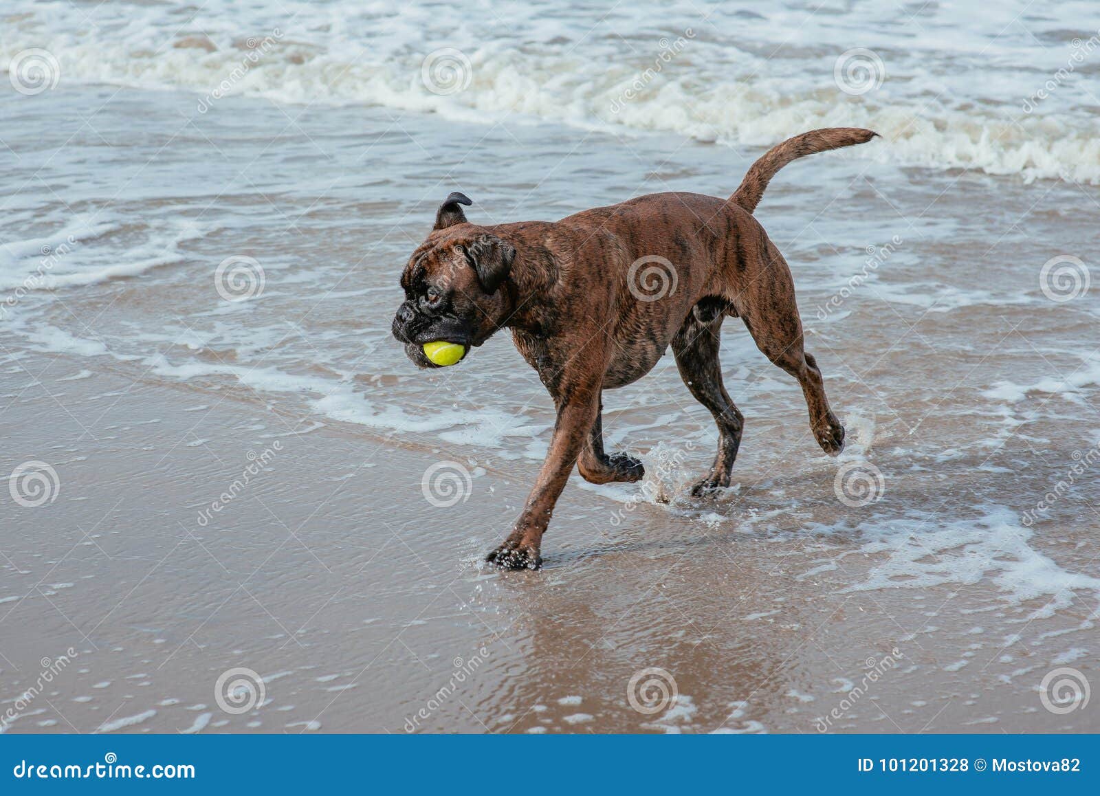 Happy dog at the sea coast stock photo. Image of breed - 101201328