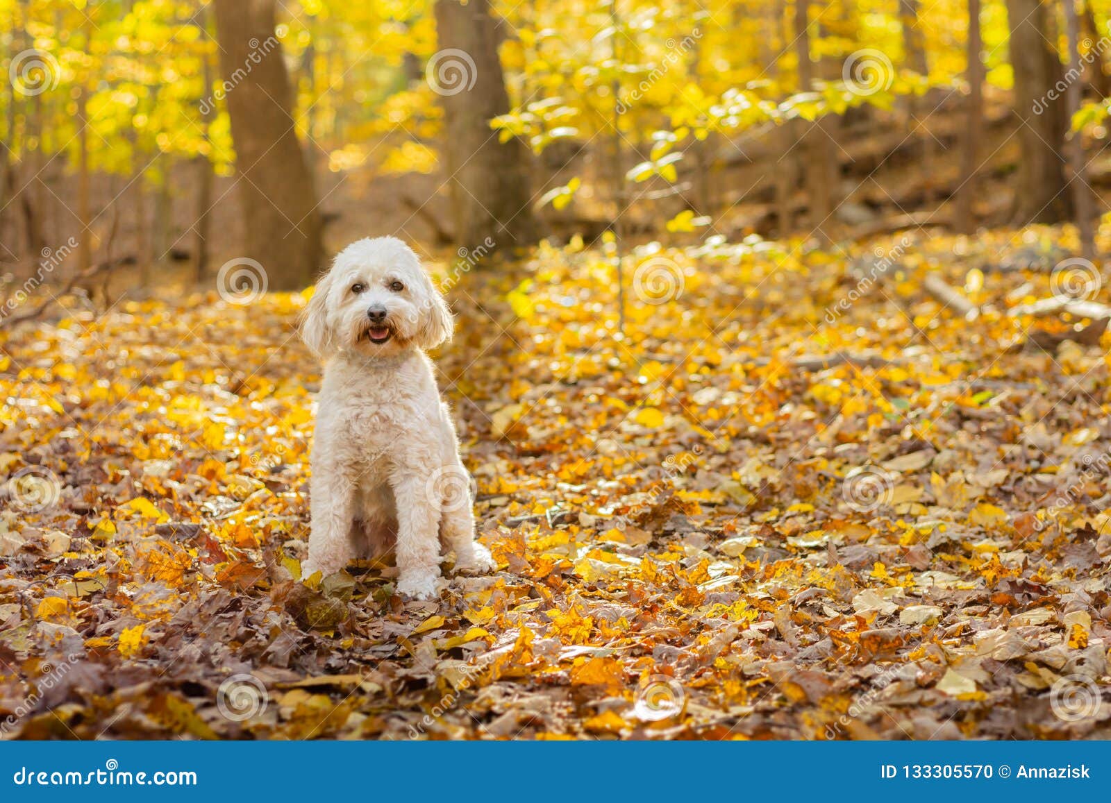 Happy Dog Sitting in Forest Stock Photo - Image of autumn, looking ...