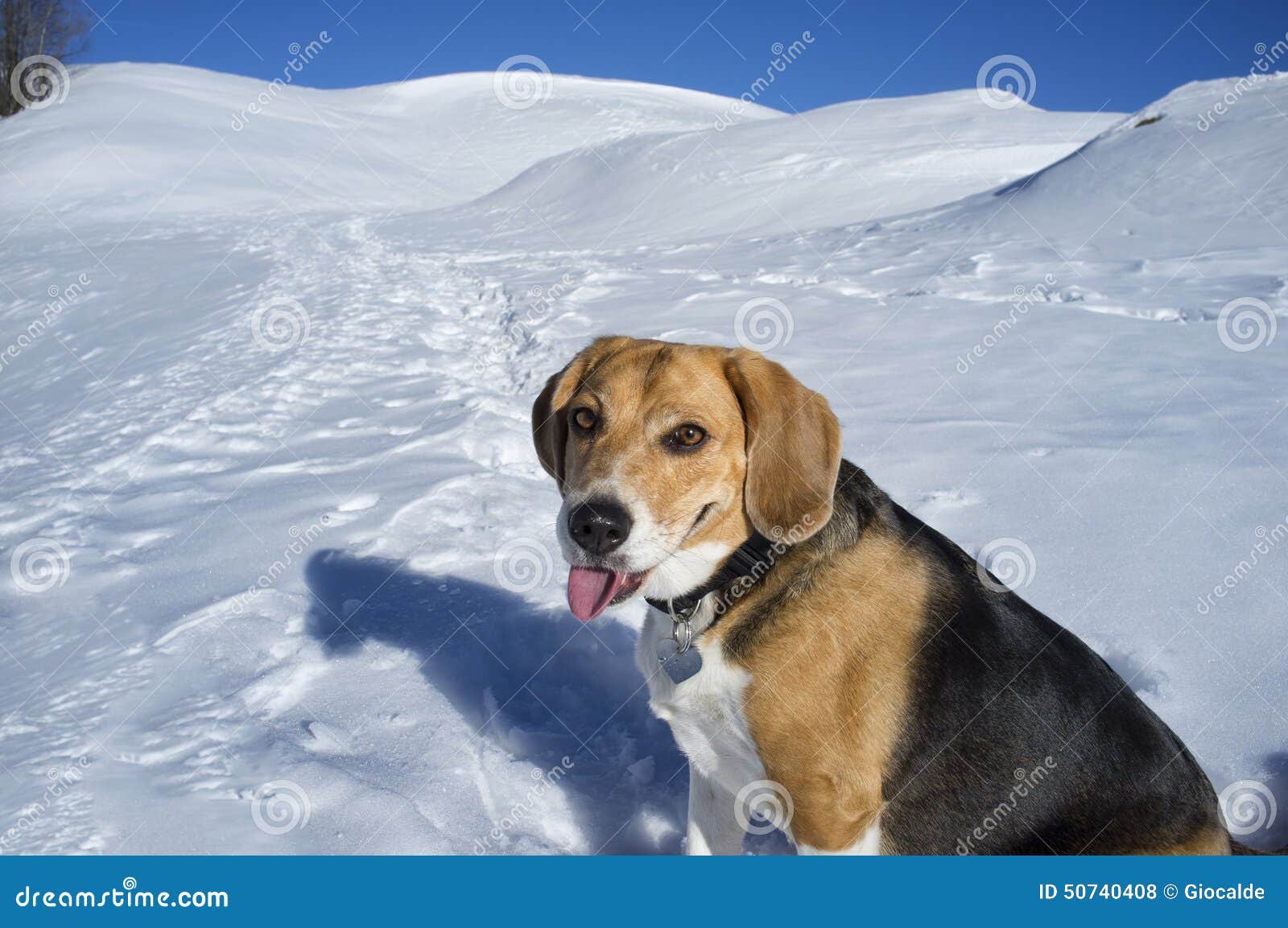 Happy dog in the snow stock photo. Image of animal, nature - 50740408