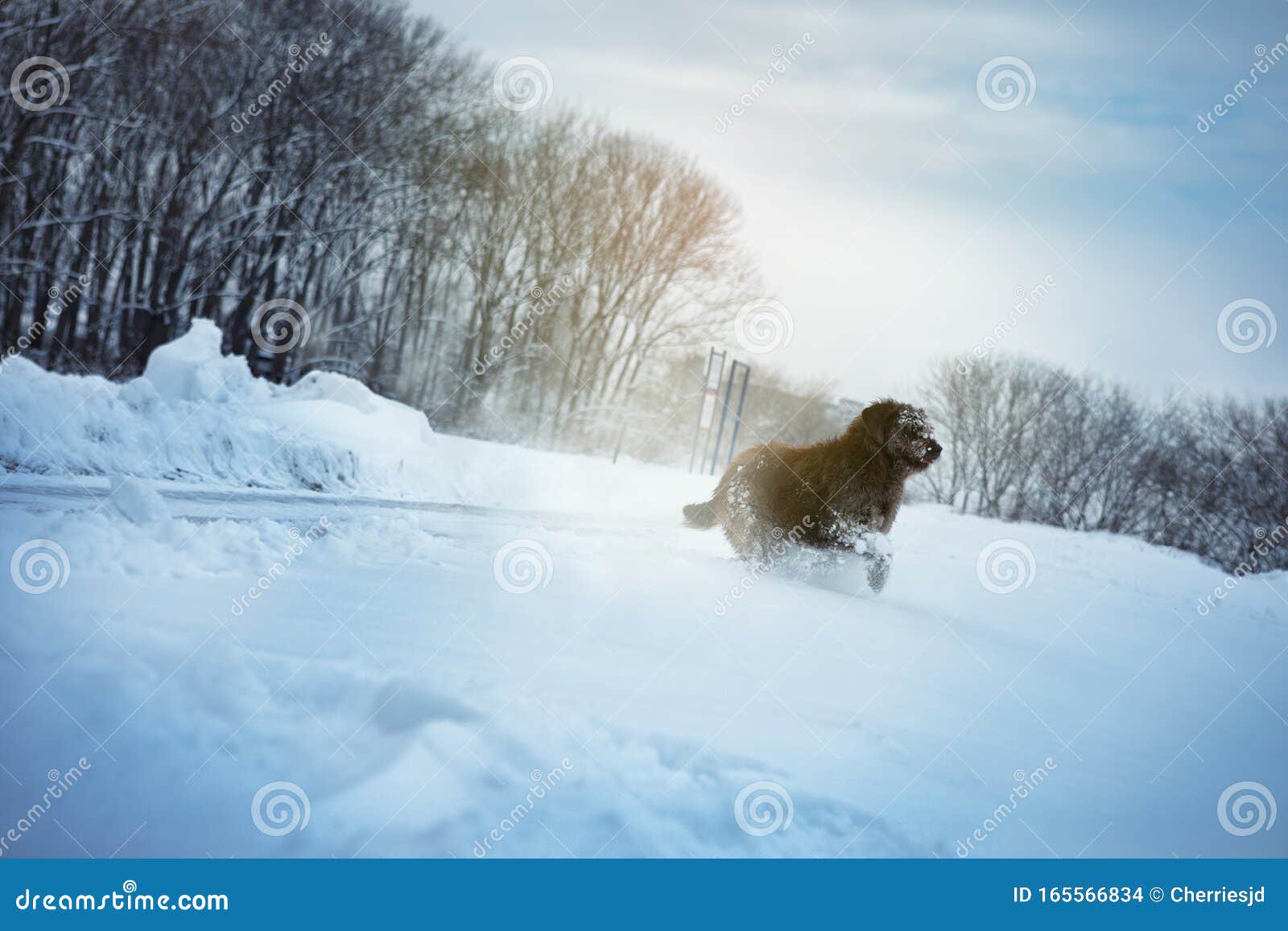 Happy dog in snow stock photo. Image of beautiful, puppy - 165566834
