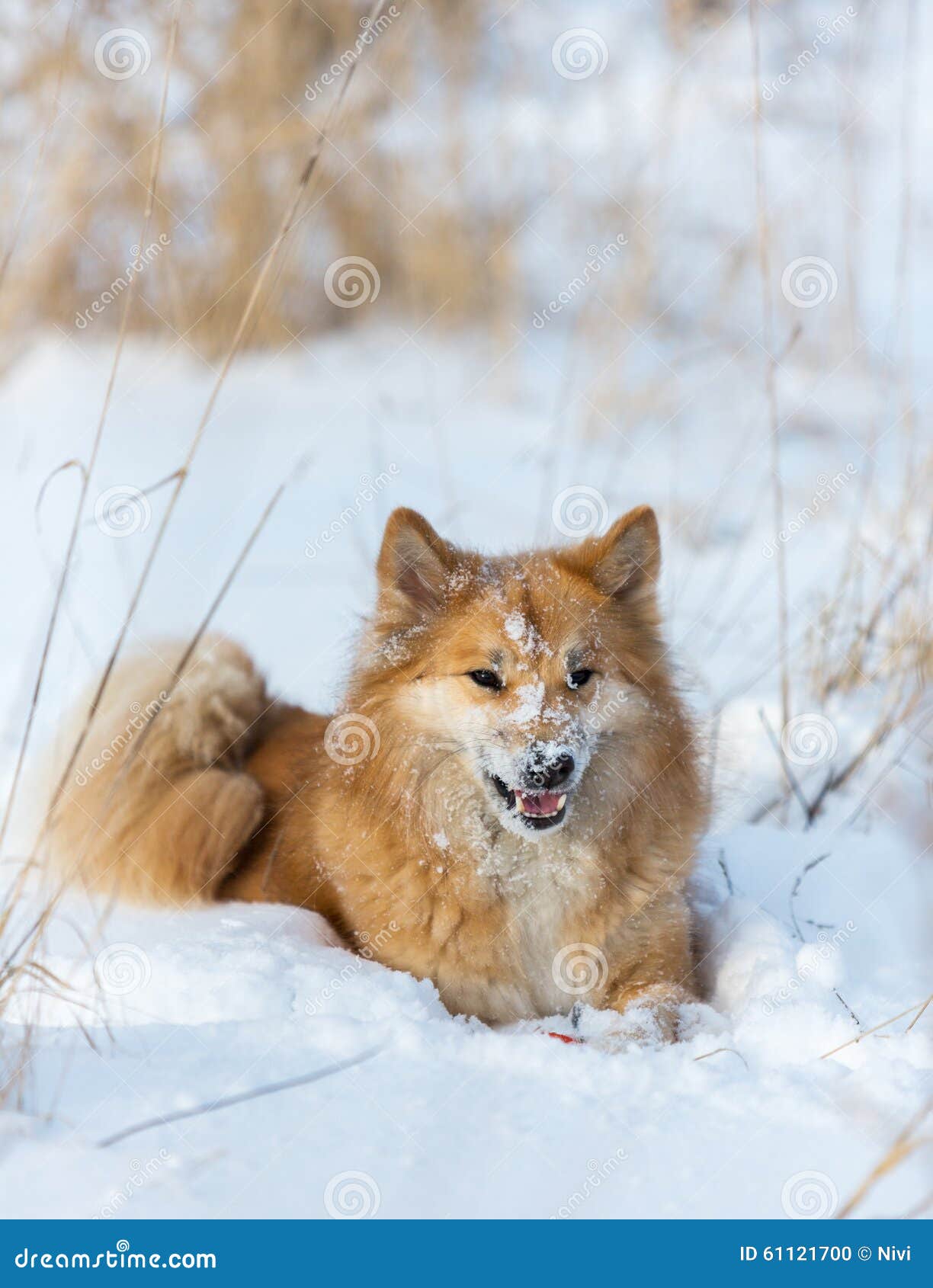Happy dog in snow stock photo. Image of foxy, winter - 61121700