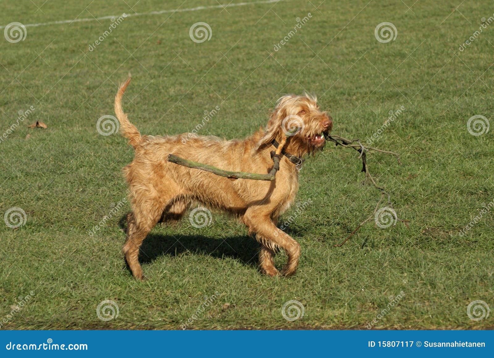 Happy dog with a stick stock image. Image of walk, happy - 15807117