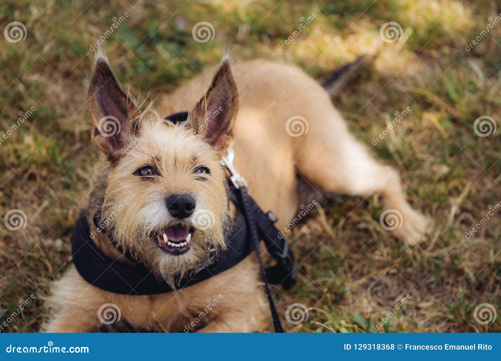 Happy dog in a summer stock photo. Image of terrier - 129318368