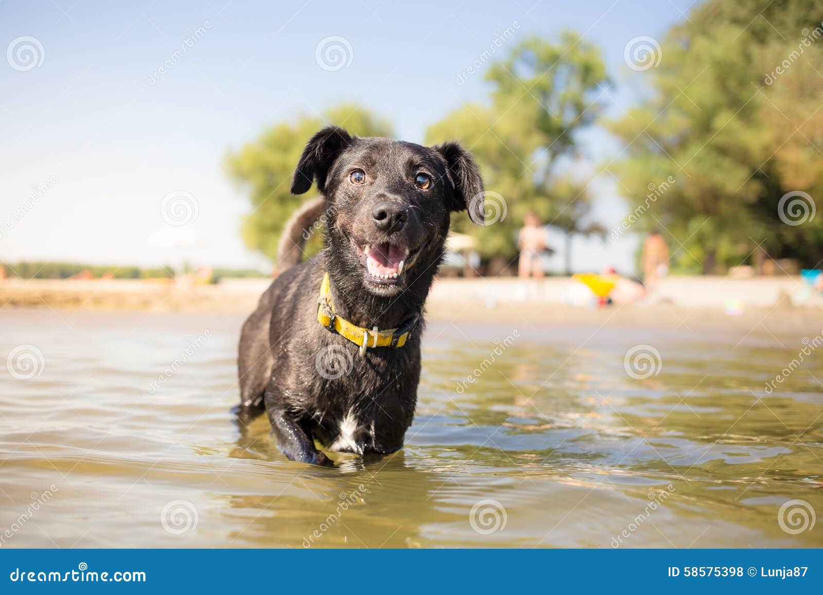 Happy Dog on Summer Vacation Stock Photo - Image of animal, meditate ...