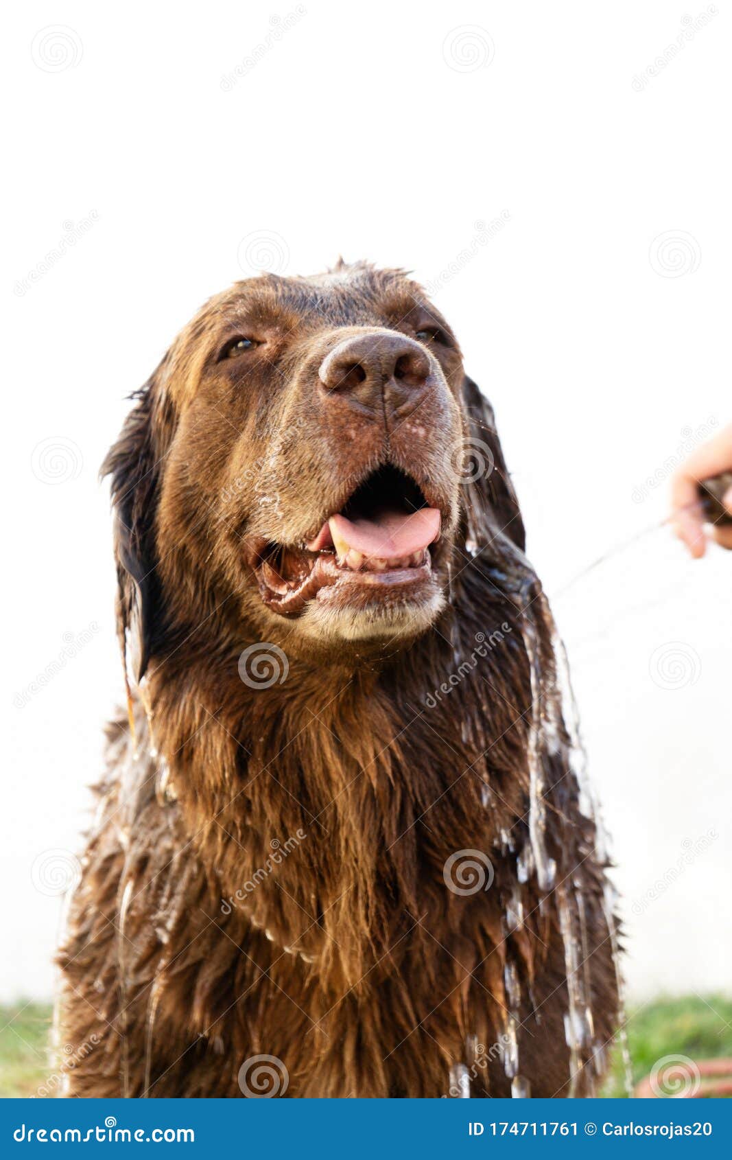 Happy dog taking a bath stock image. Image of cleaning - 174711761