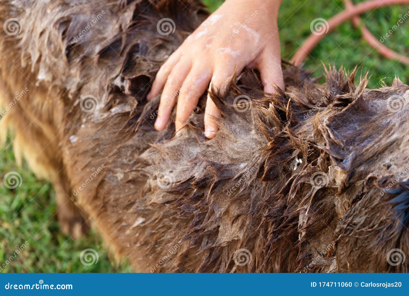 Happy Dog Taking a Bath with Soap Stock Photo - Image of friendly ...
