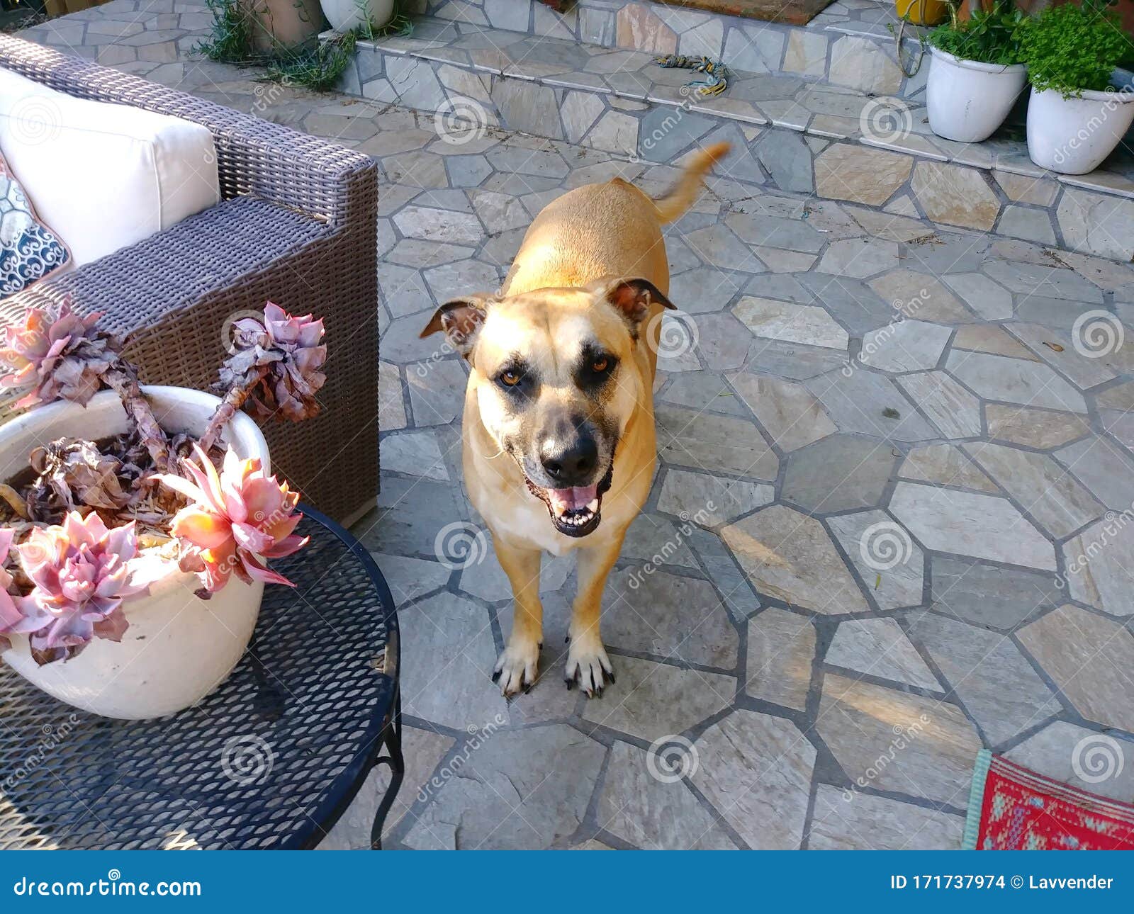 Happy Dog Wagging Its Tail stock photo. Image of happy - 171737974