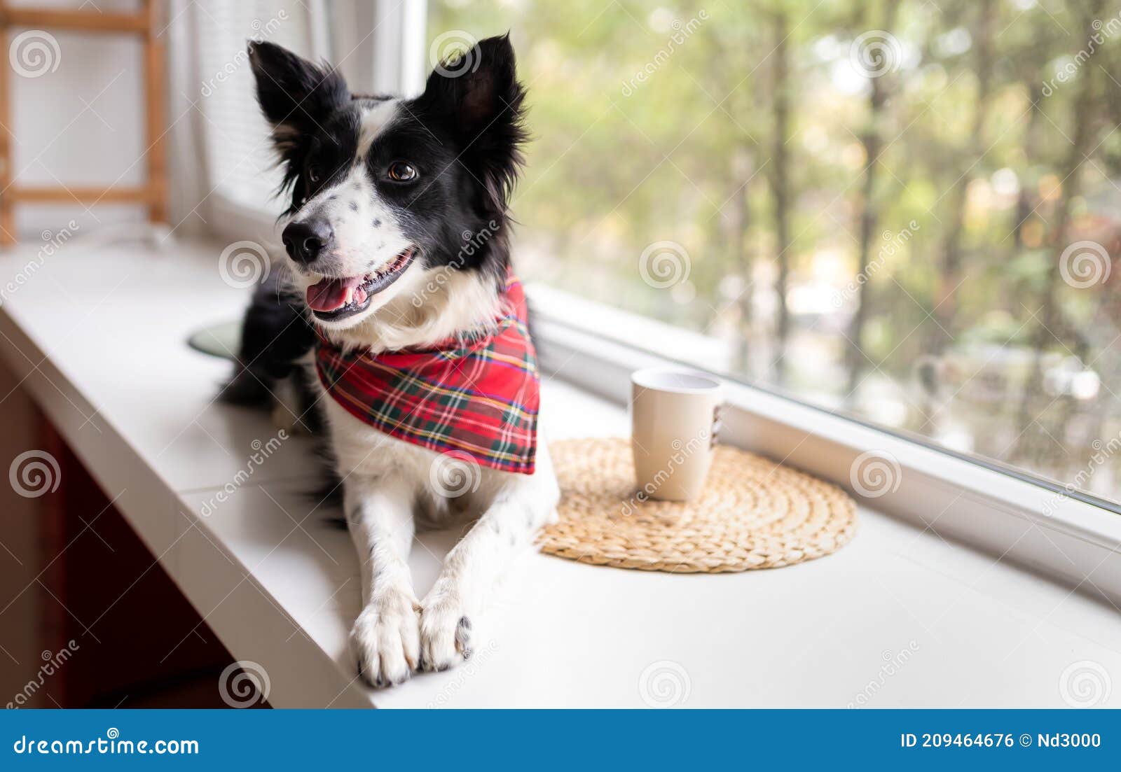 Happy Dog Waiting for Owner on Window Ledge Stock Photo - Image of ...