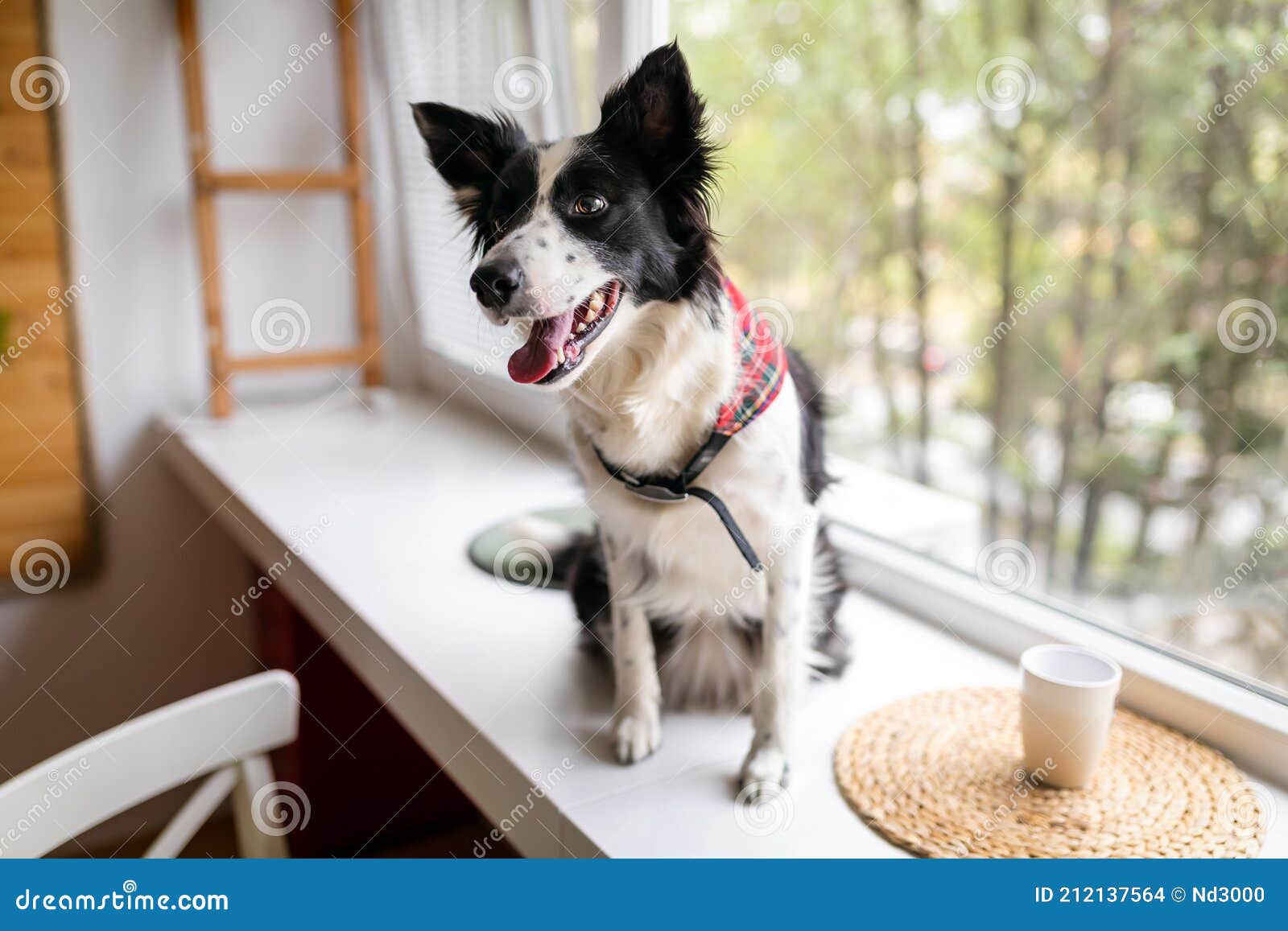 Happy Dog Waiting for Owner on Window Ledge Stock Photo - Image of ...