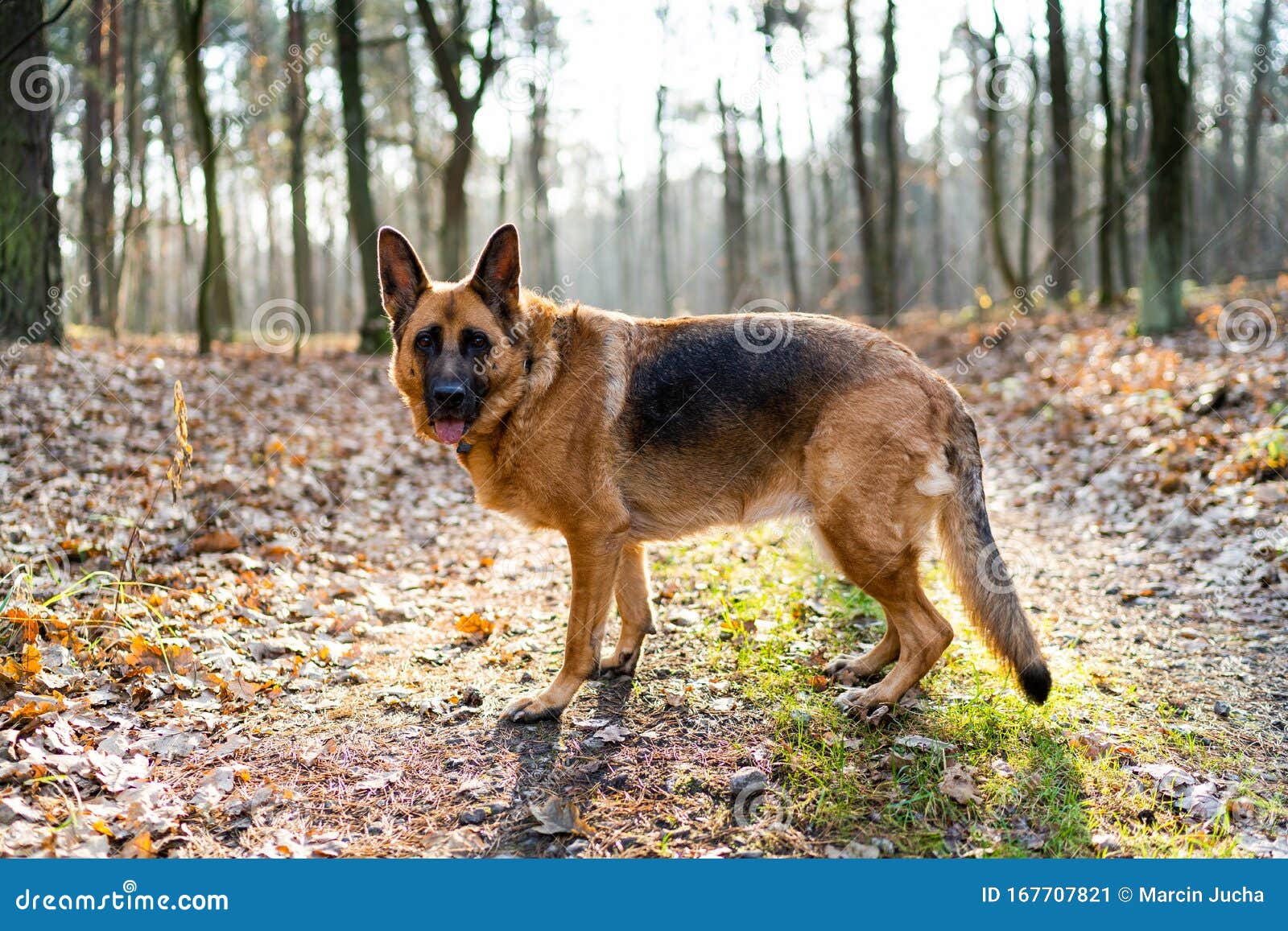 Happy Dog on Walk in Forest. Active Outdoors Stock Image - Image of ...