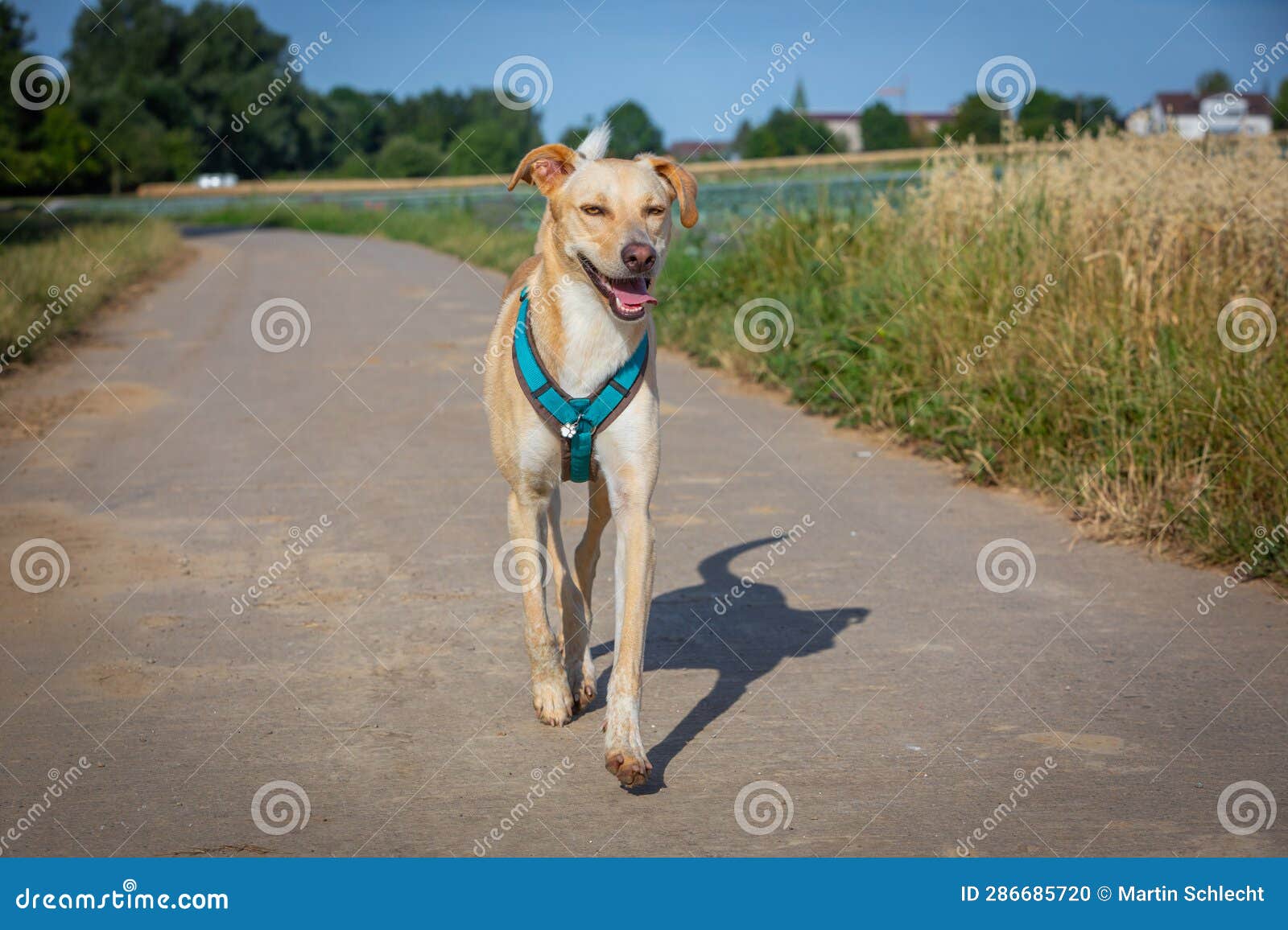 Happy Dog Walking on a Path beside Fields Stock Photo - Image of ...