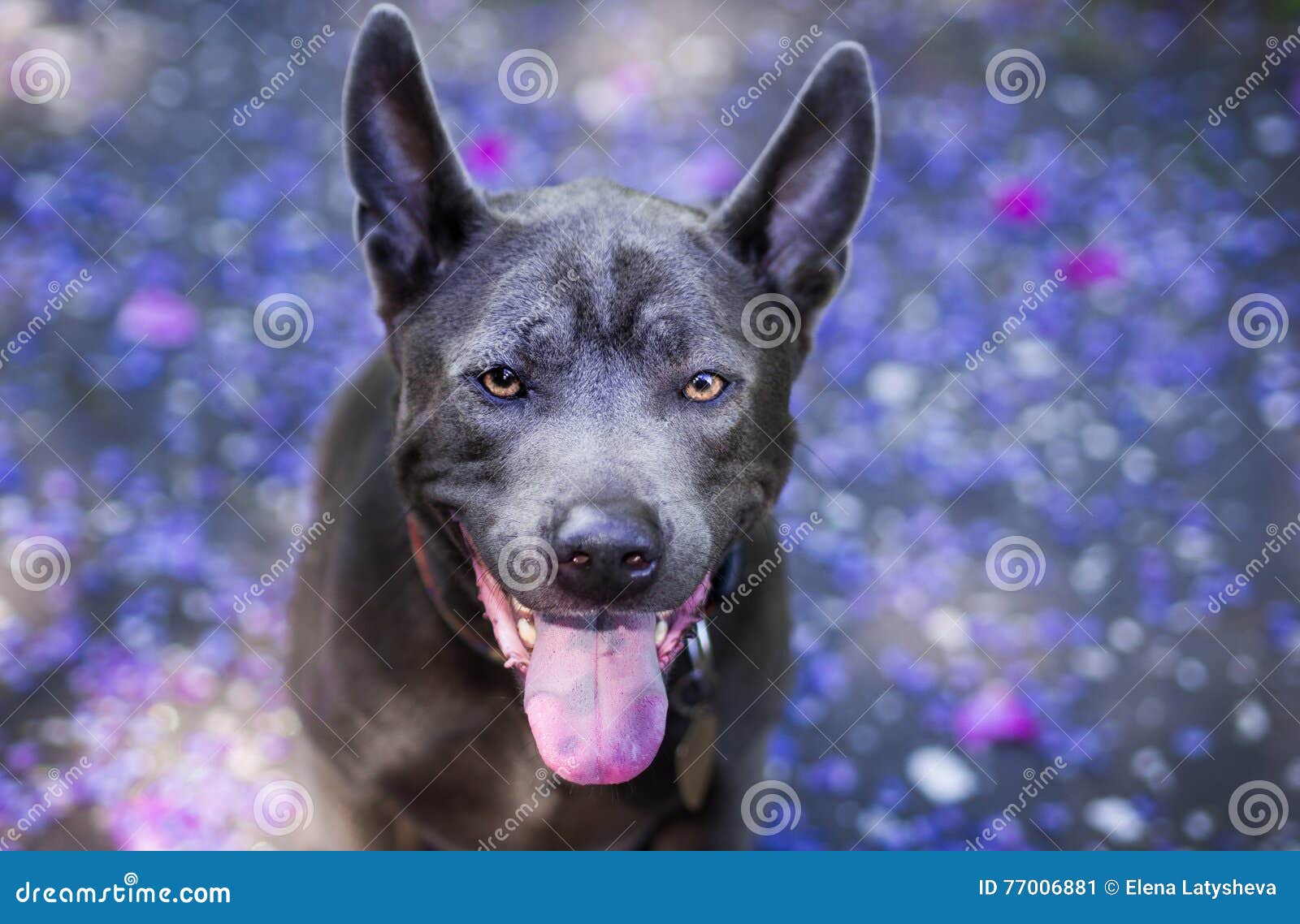 Happy Dog Watching into Camera Stock Image - Image of brown, friendly ...
