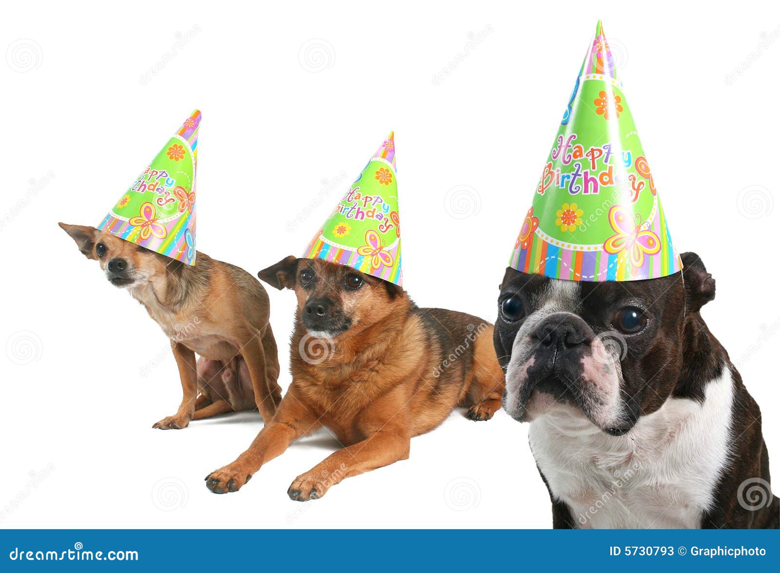 Happy dogday stock image. Image of comedy, candles, cake - 5730793