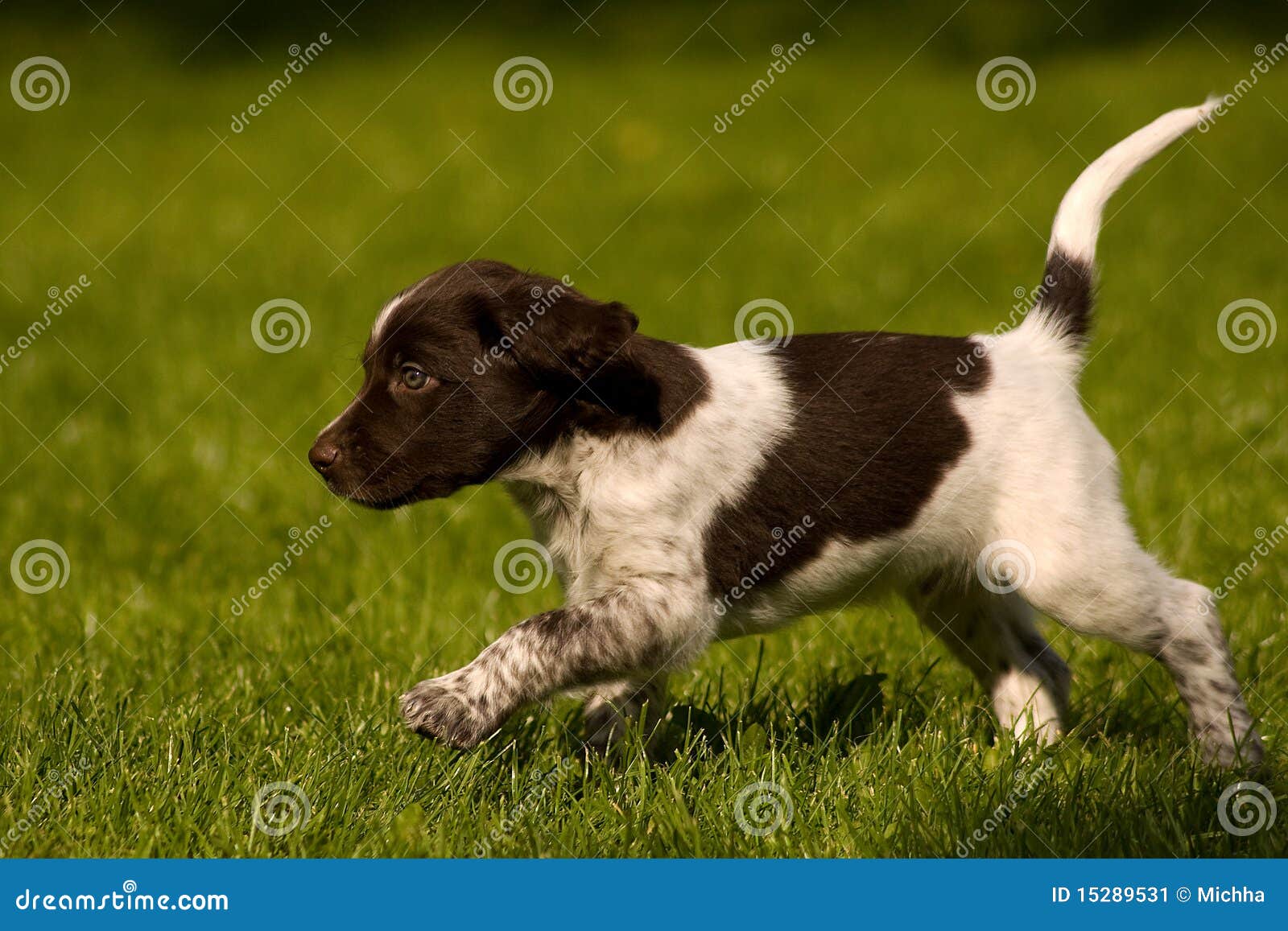Happy dogs stock image. Image of happiness, small, play - 15289531