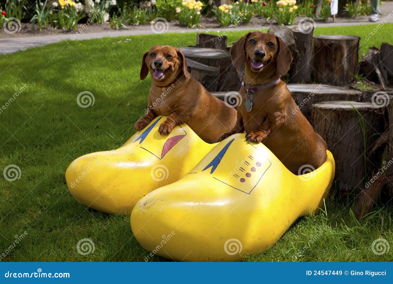 Happy dogs. stock image. Image of plants, springtime - 24547449