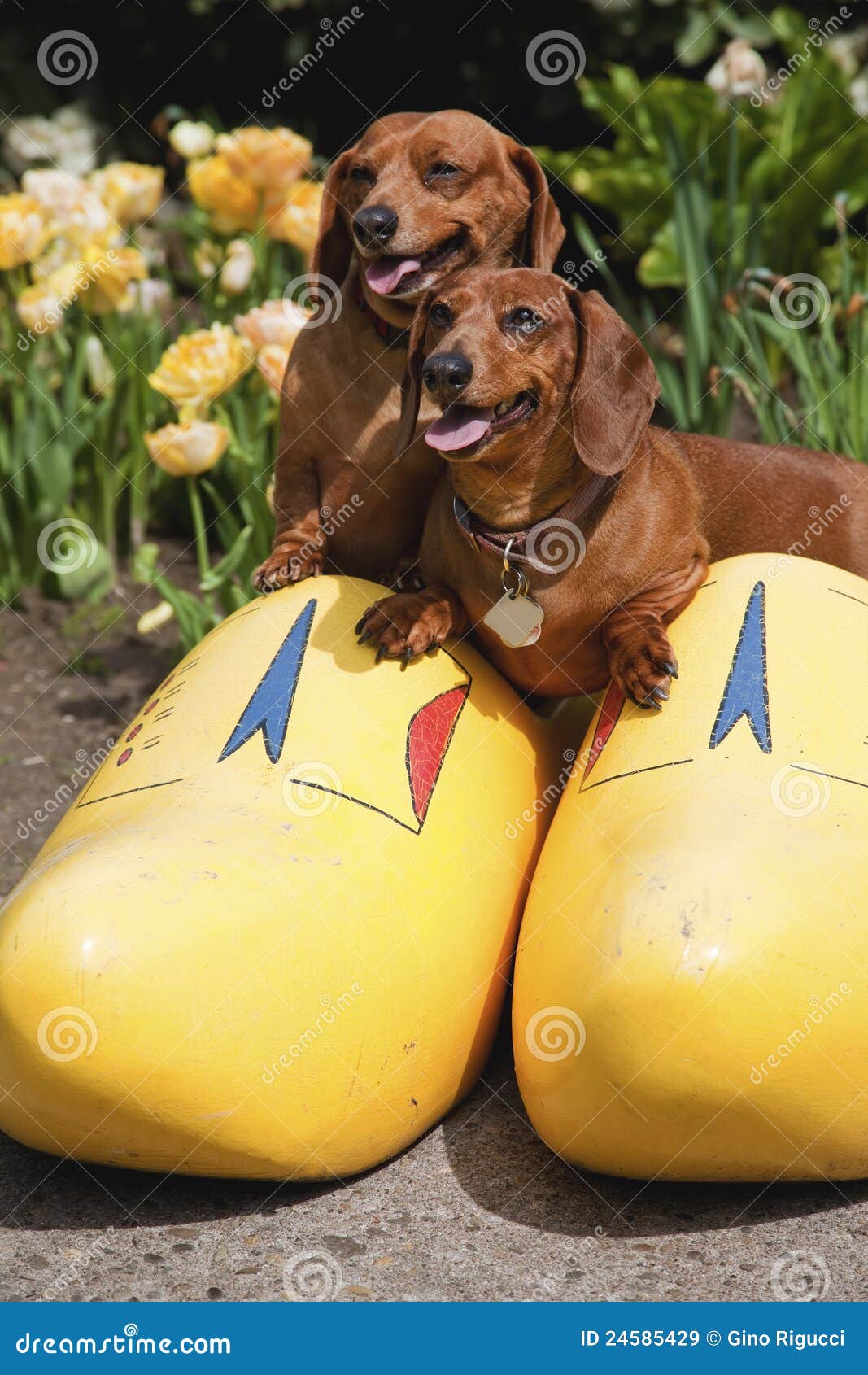 Happy dogs. stock image. Image of pets, panting, grass - 24585429