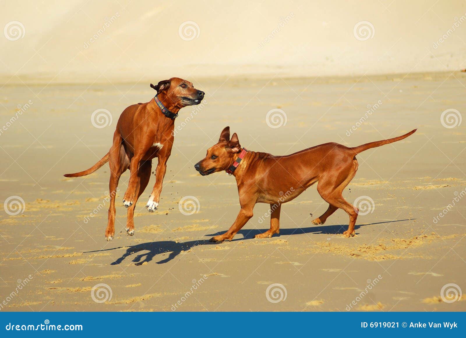 Happy dogs stock image. Image of canines, beach, beautiful - 6919021