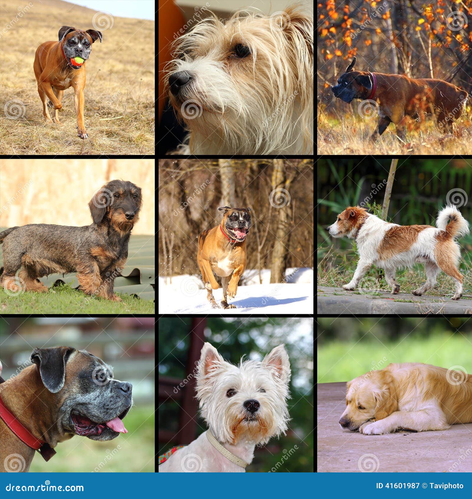 Happy dogs stock image. Image of animal, breed, focus - 41601987