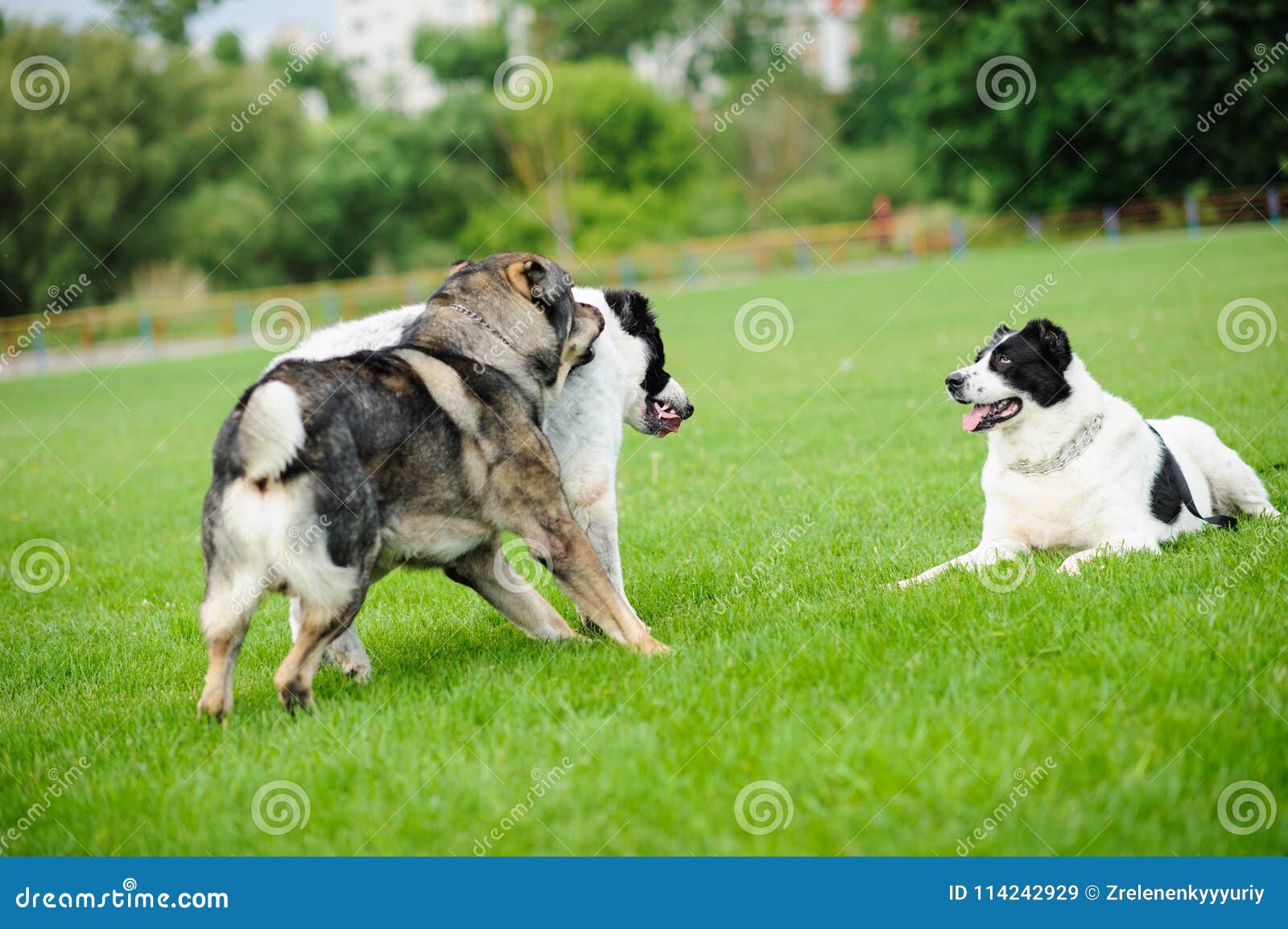 Happy Dog Playing on a Green Grass Stock Image - Image of jack, outside ...